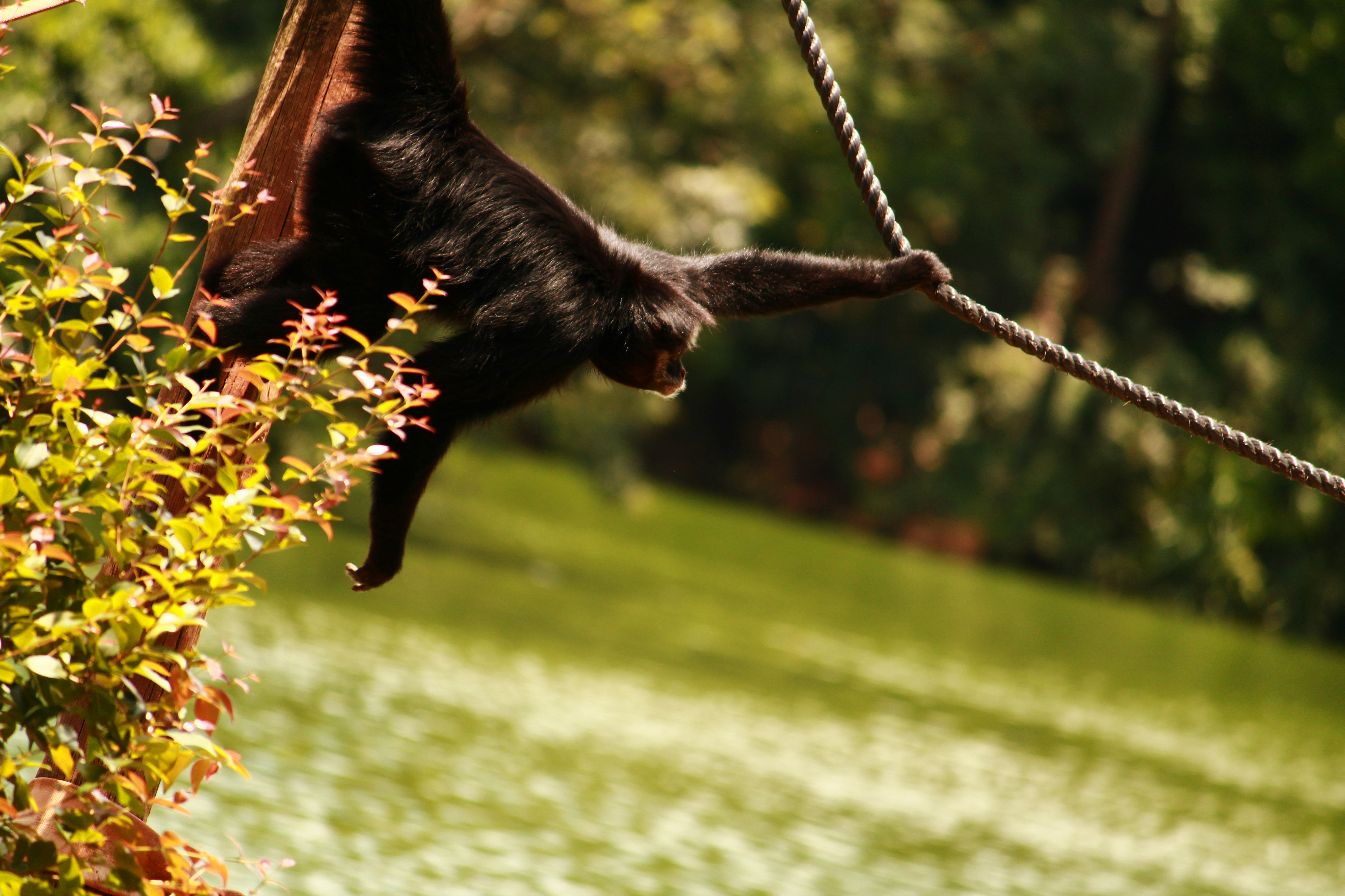 Midair Moment: A Black Cat Swinging Over Water