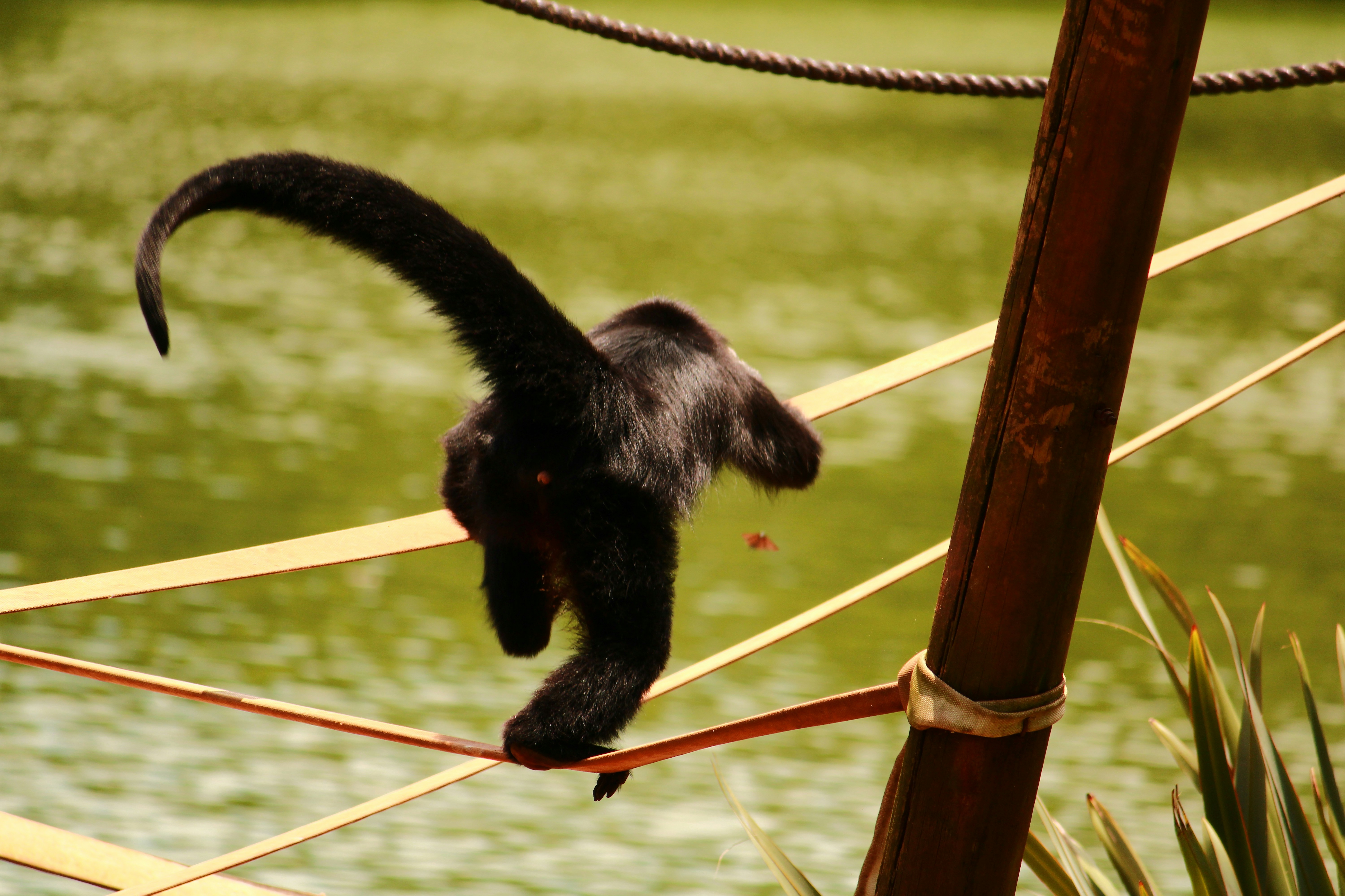 Gibbon Acrobat Balancing on a Bamboo Rope Over a Serene Pond