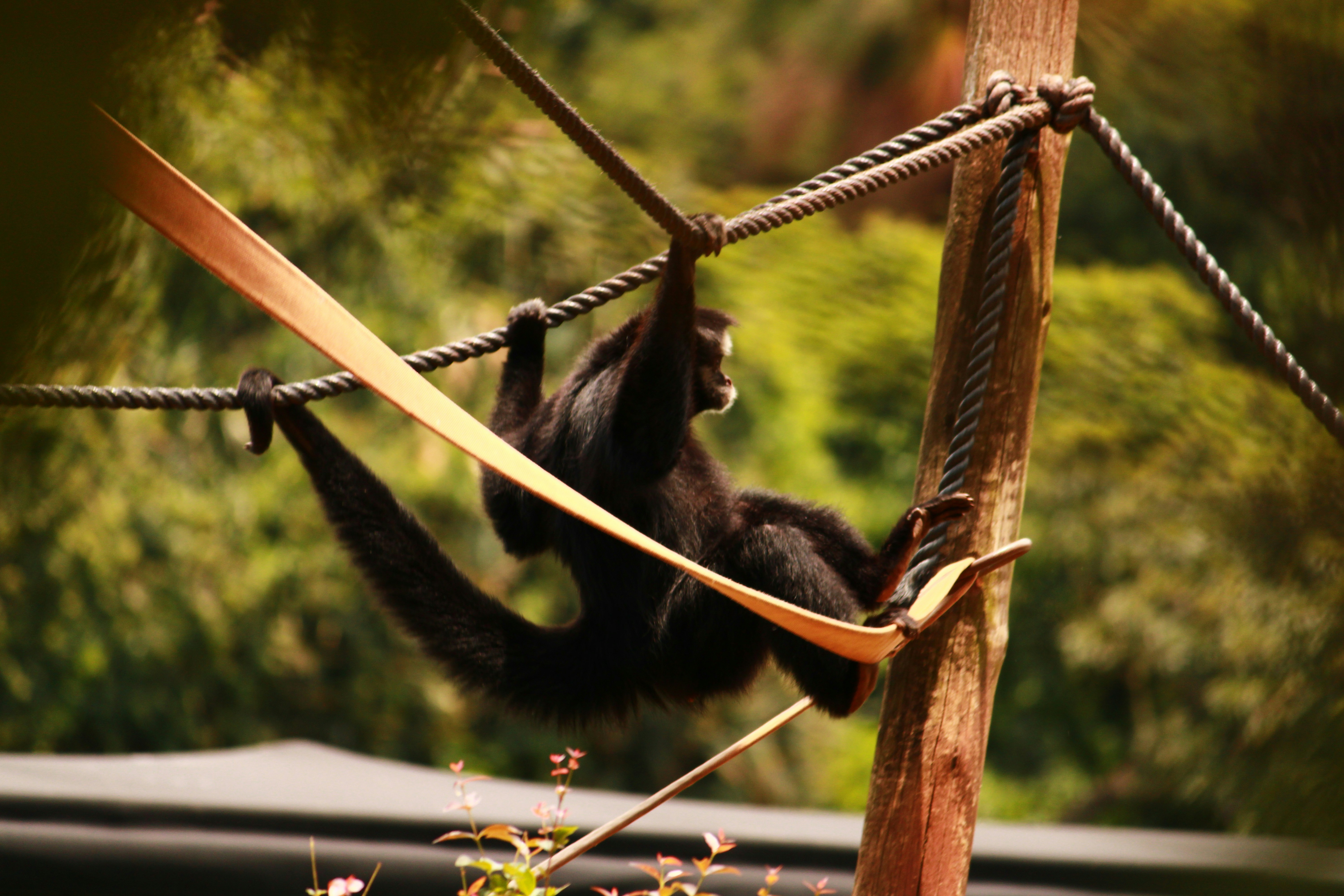 Un mono en una hamaca colgada boca abajo foto – Imagen de Animal ...