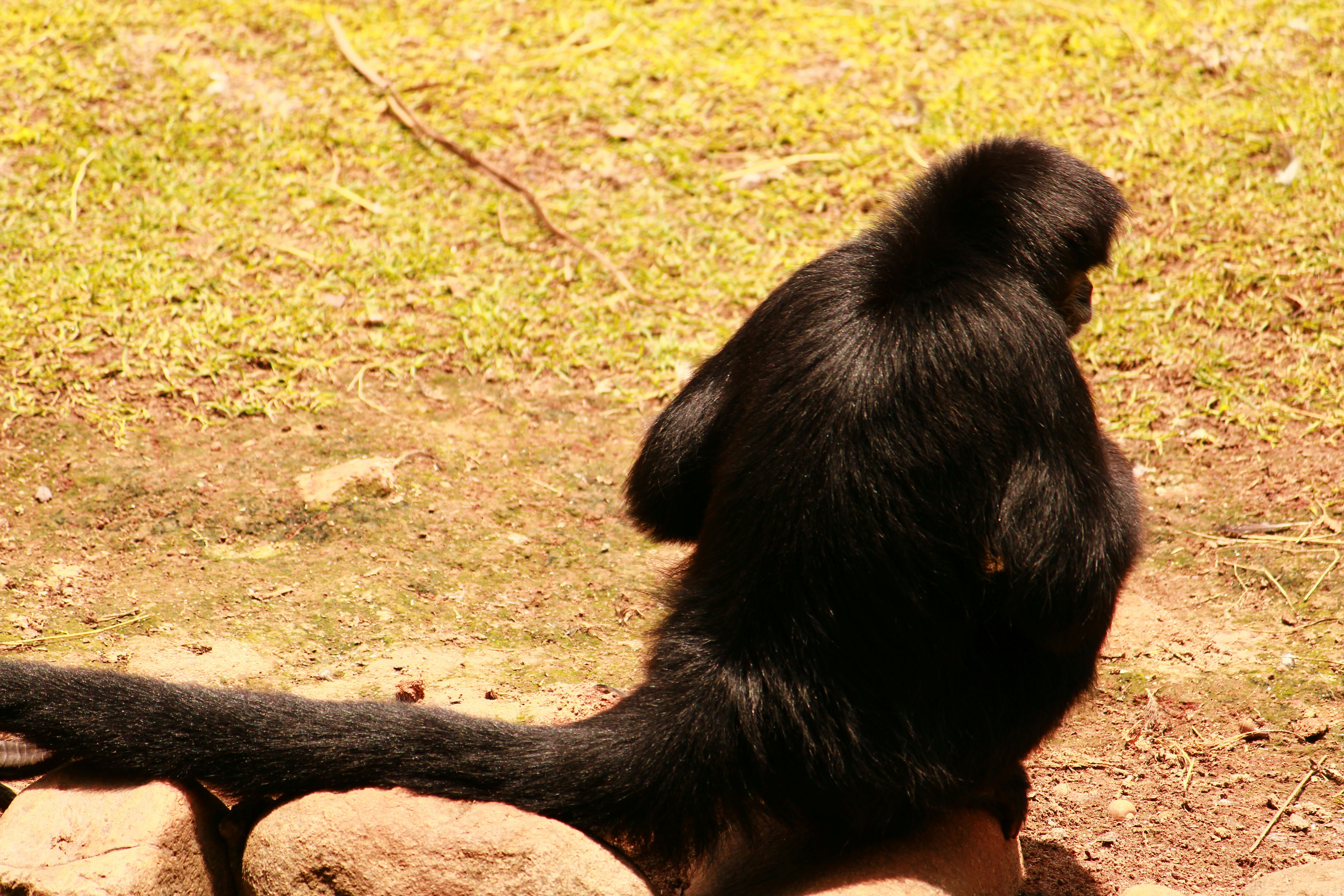 Sunlit Silhouette: A Black-Furred Creature Resting on a Rock