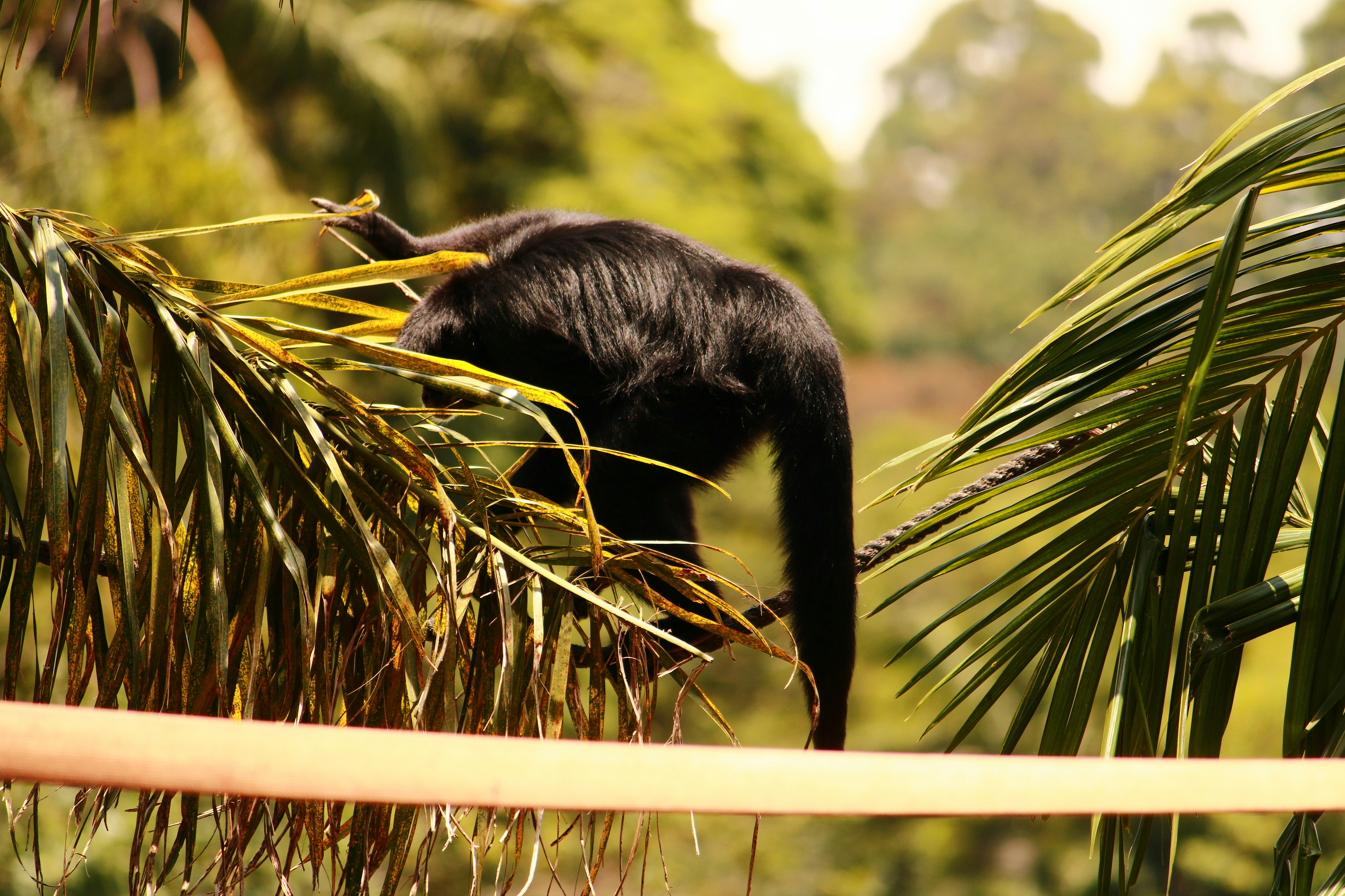 Monkey walking on a rope