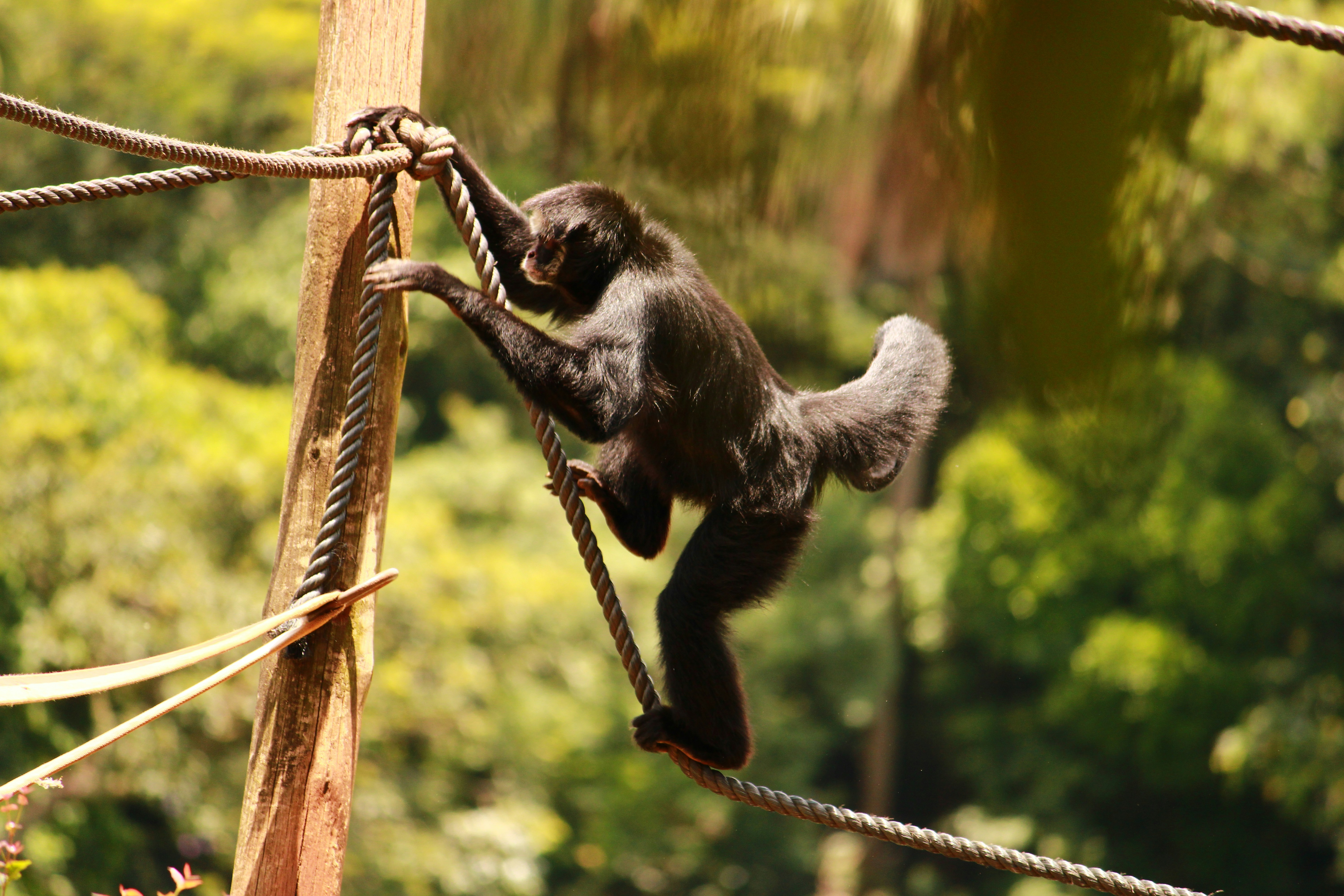 Un singe grimpant sur une corde dans une forêt photo – Image gratuite ...