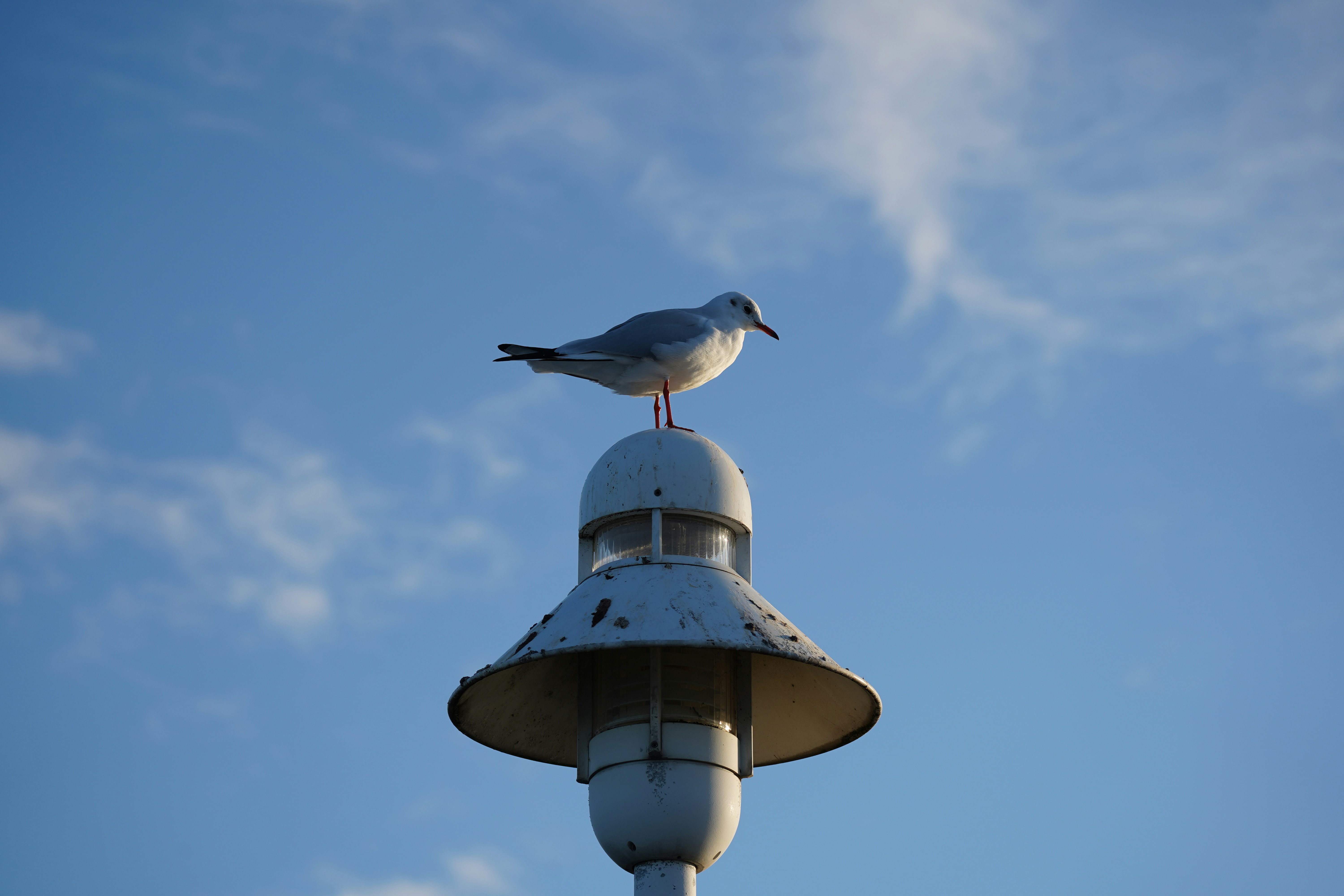 Cerulean Sky, Weathered Lantern, and a Watchful Seagull