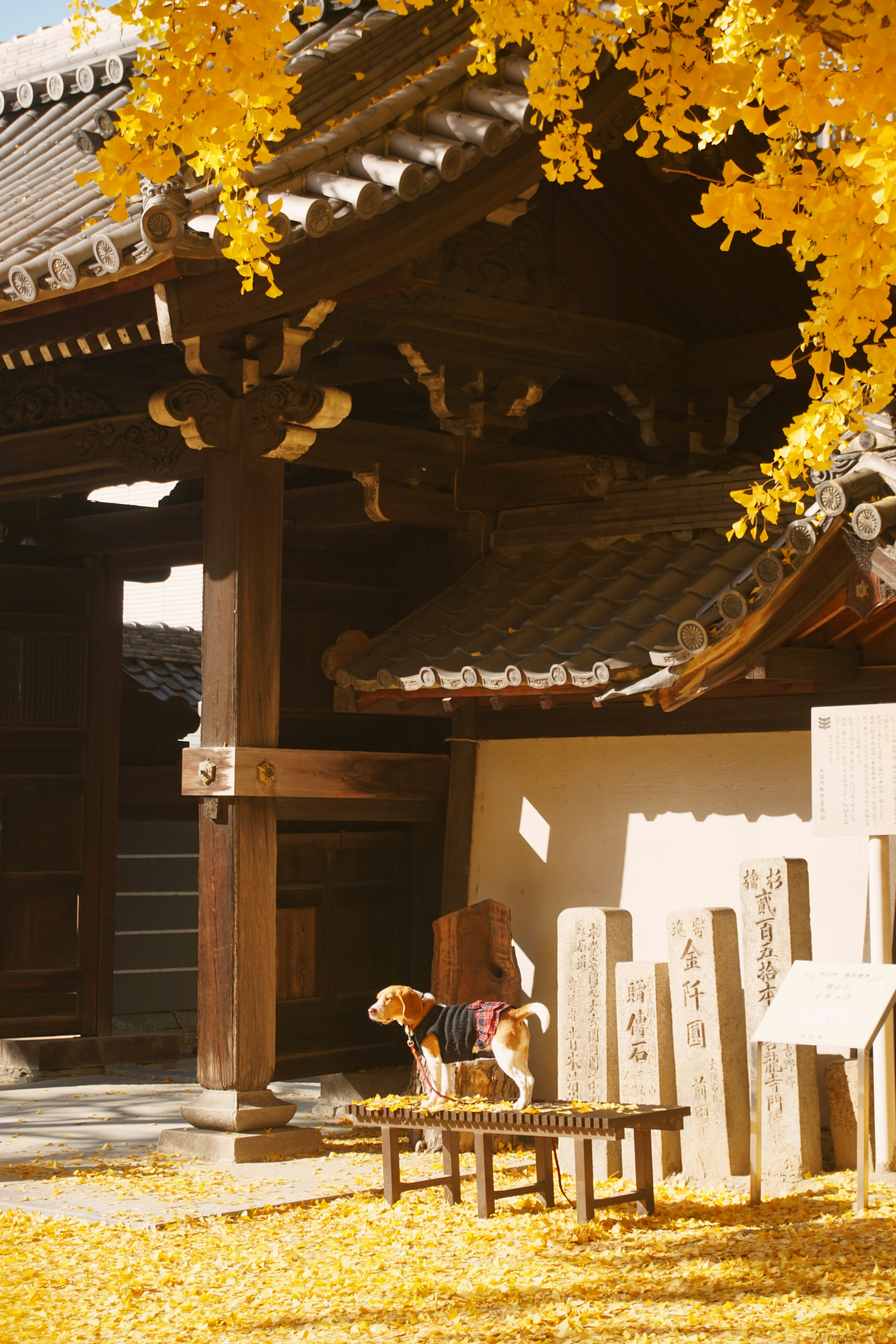 Ginkgo Gold and a Quiet Watcher: A Temple Courtyard Scene