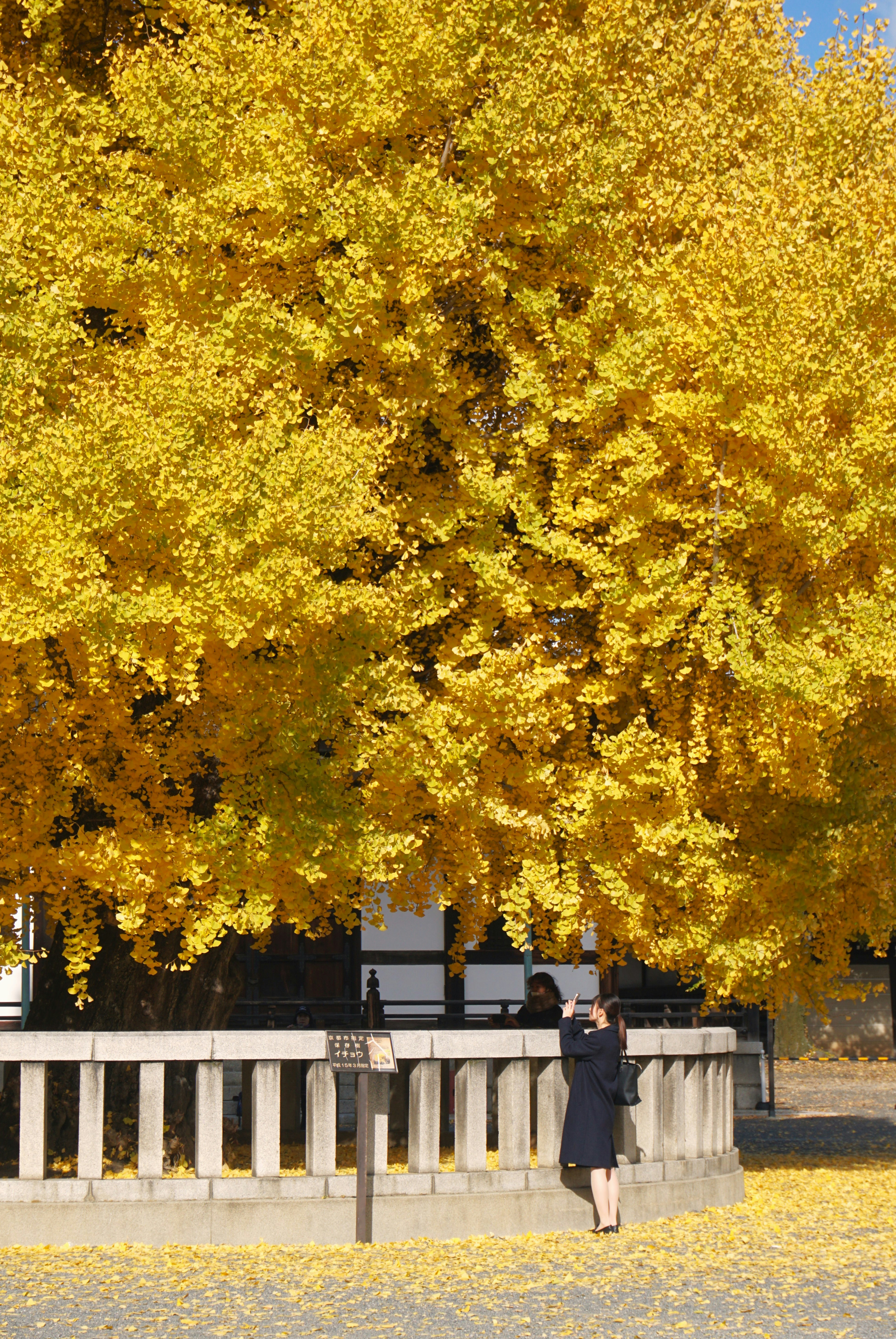 Autumn Courtyard: A Quiet Moment Beneath Golden Canopy