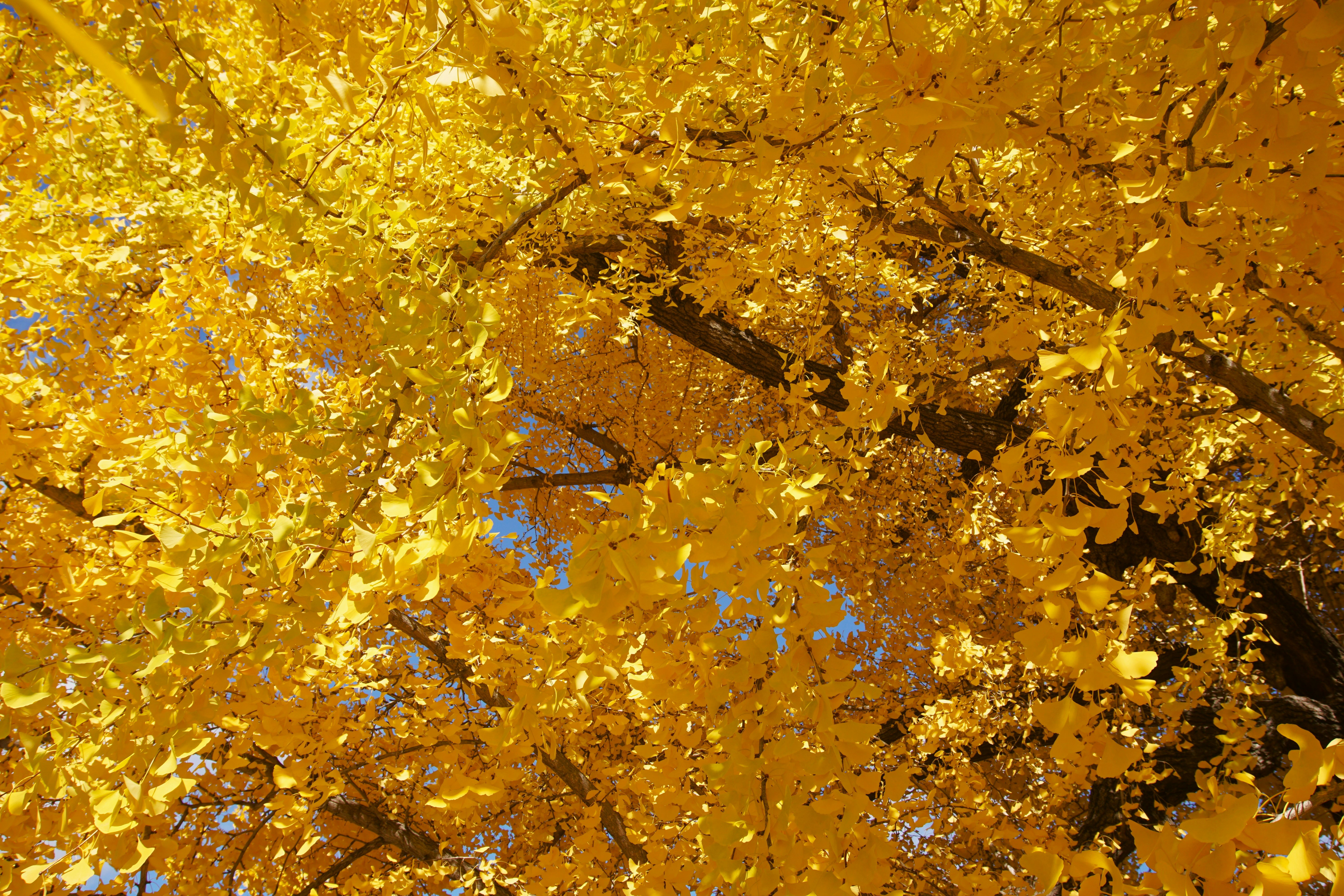 Photo by Syadza Salsabyla with Sony Alpha 6000