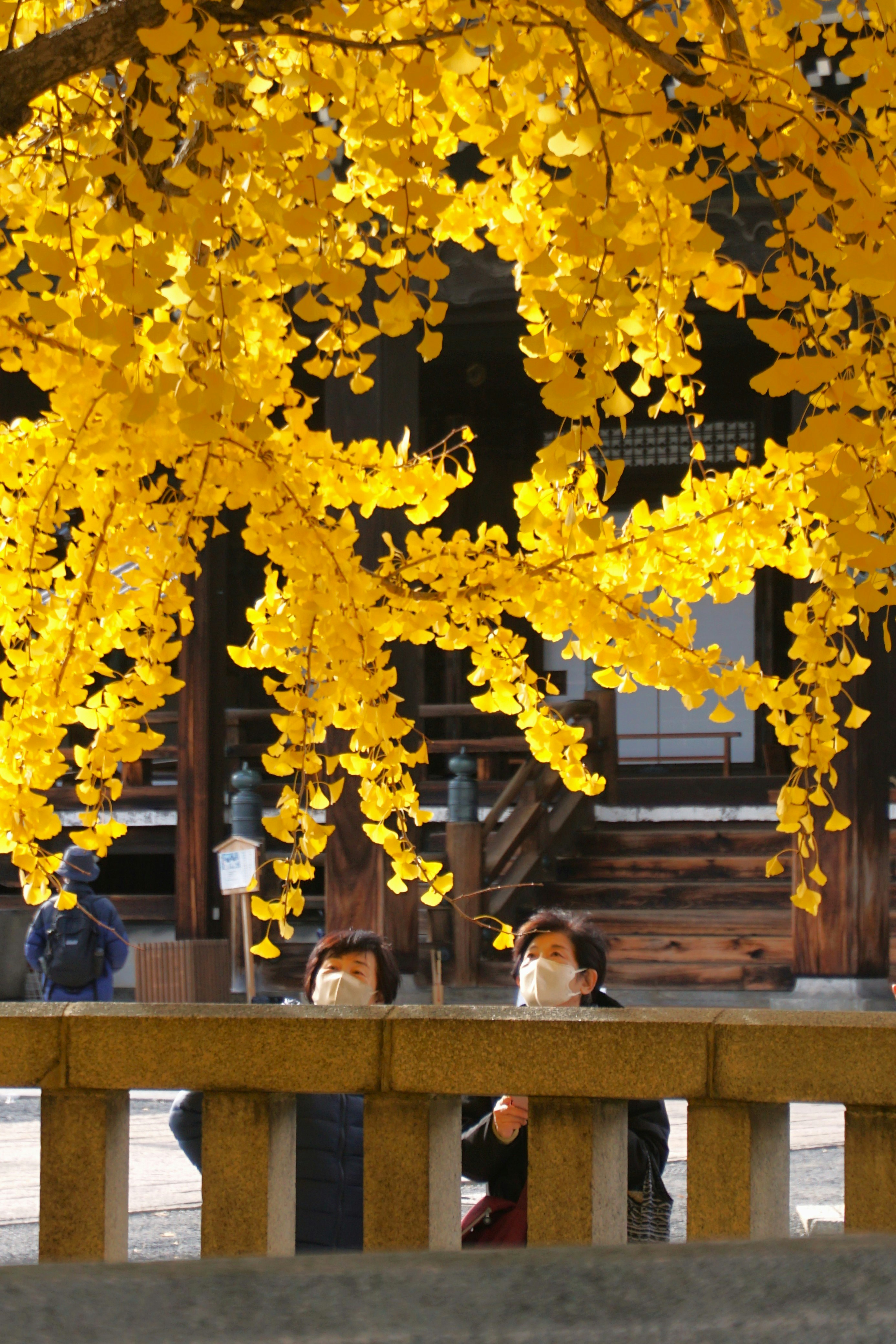 Golden Ginkgo Curtain Framing a Temple Courtyard
