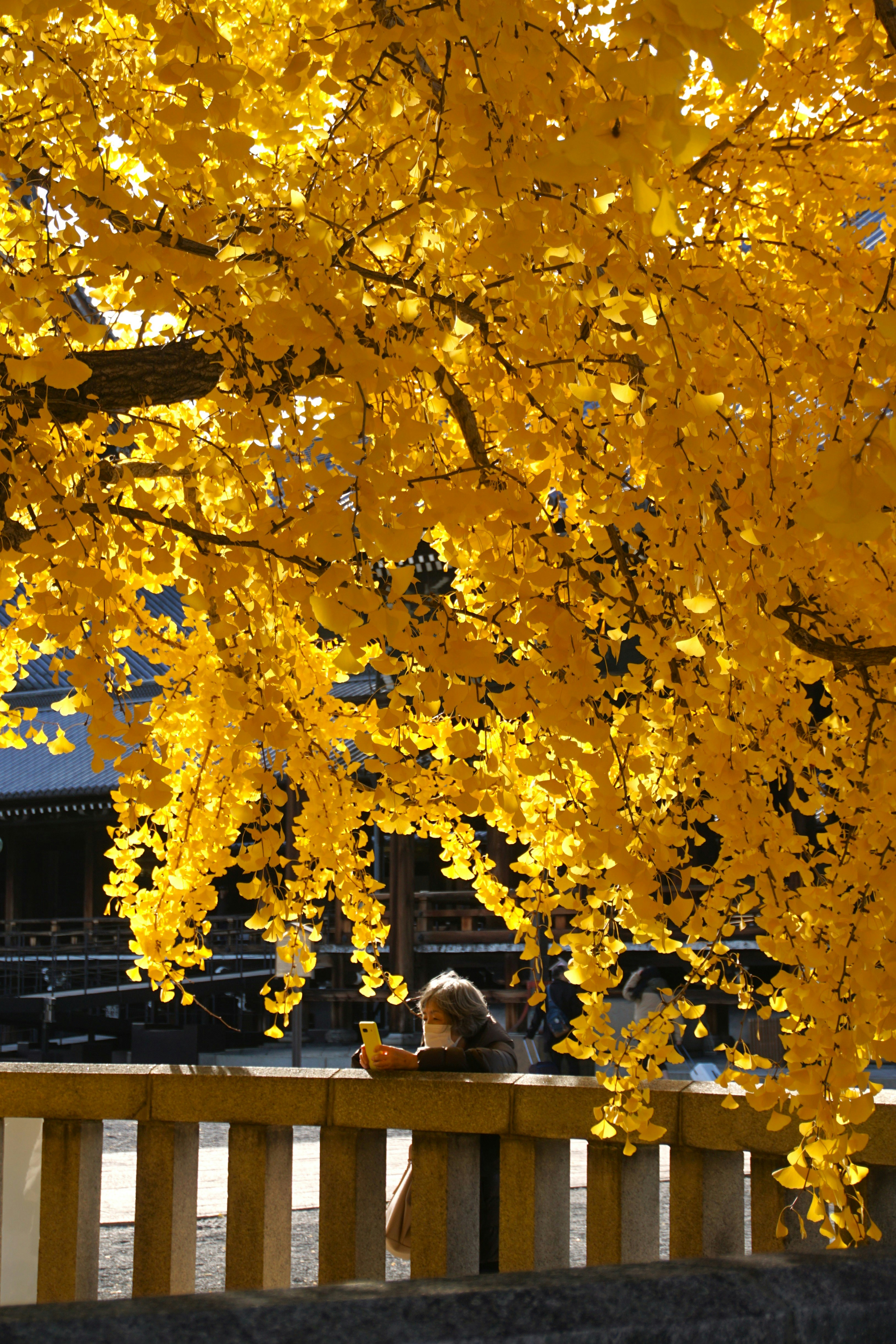 Sunlit Ginkgo Cascade Framing a Quiet Balcony Moment