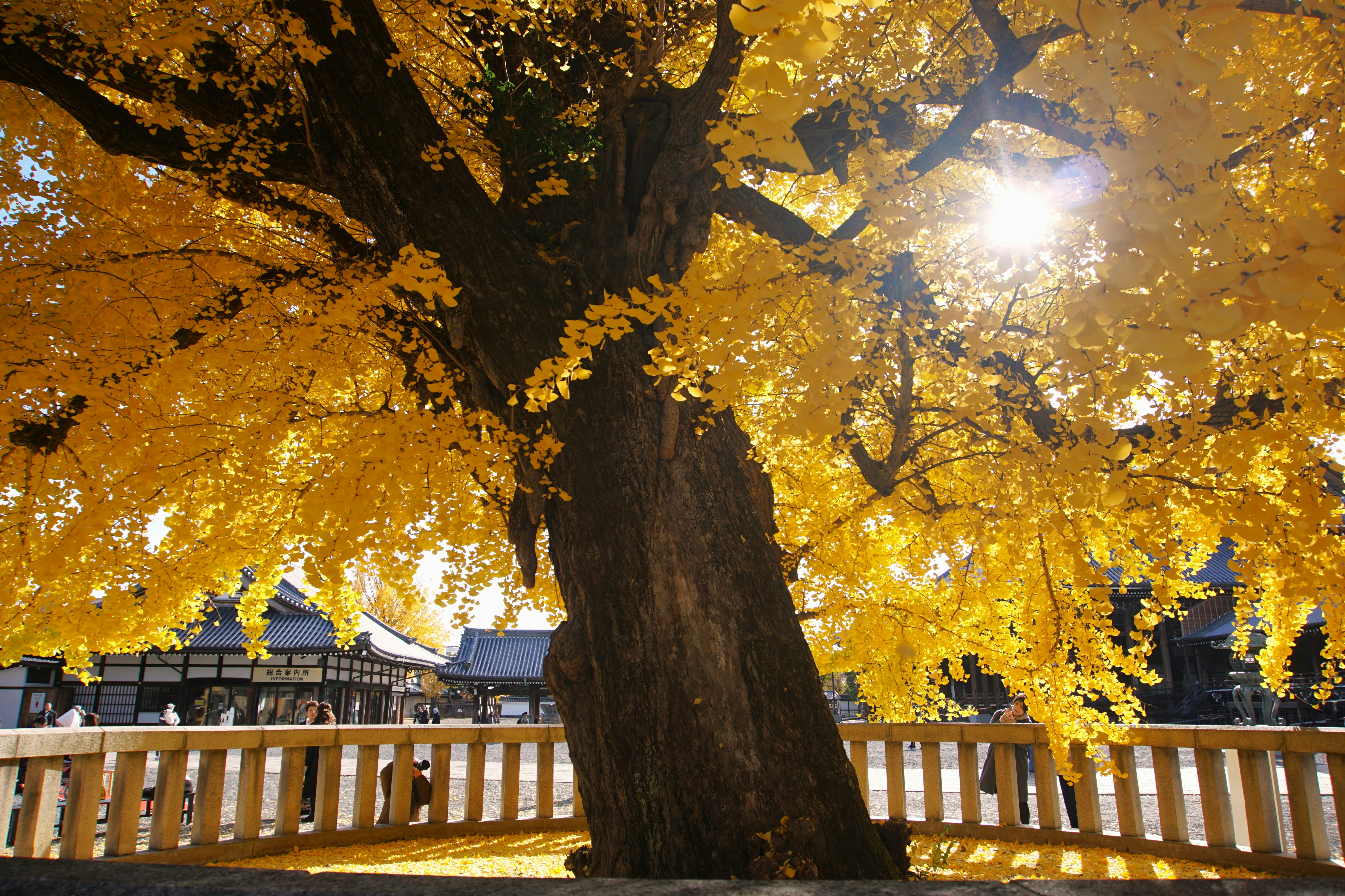 Golden Canopy Illuminated by Sunlight