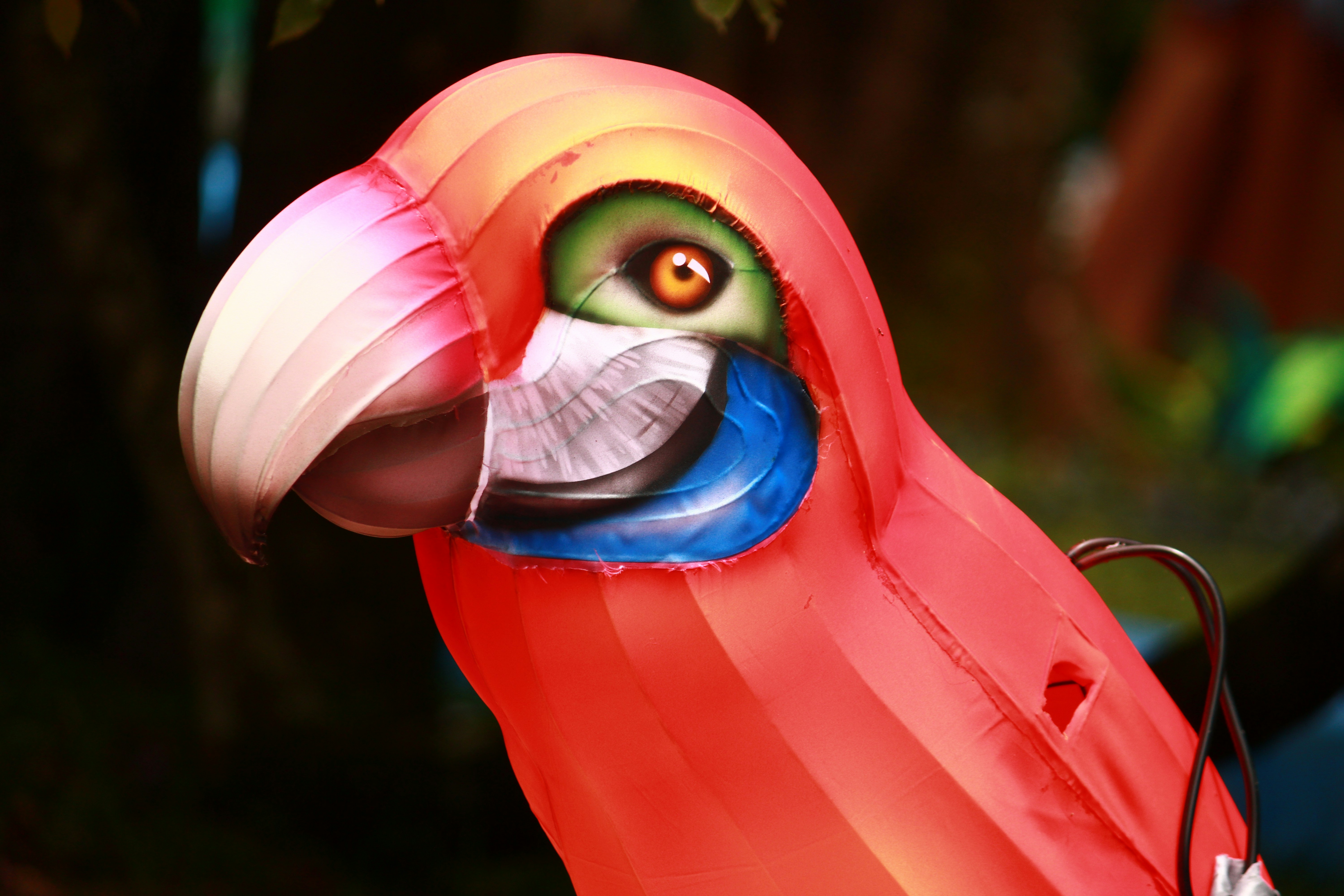 A colorful bird with a long beak and large eyes photo – Free Woman ...