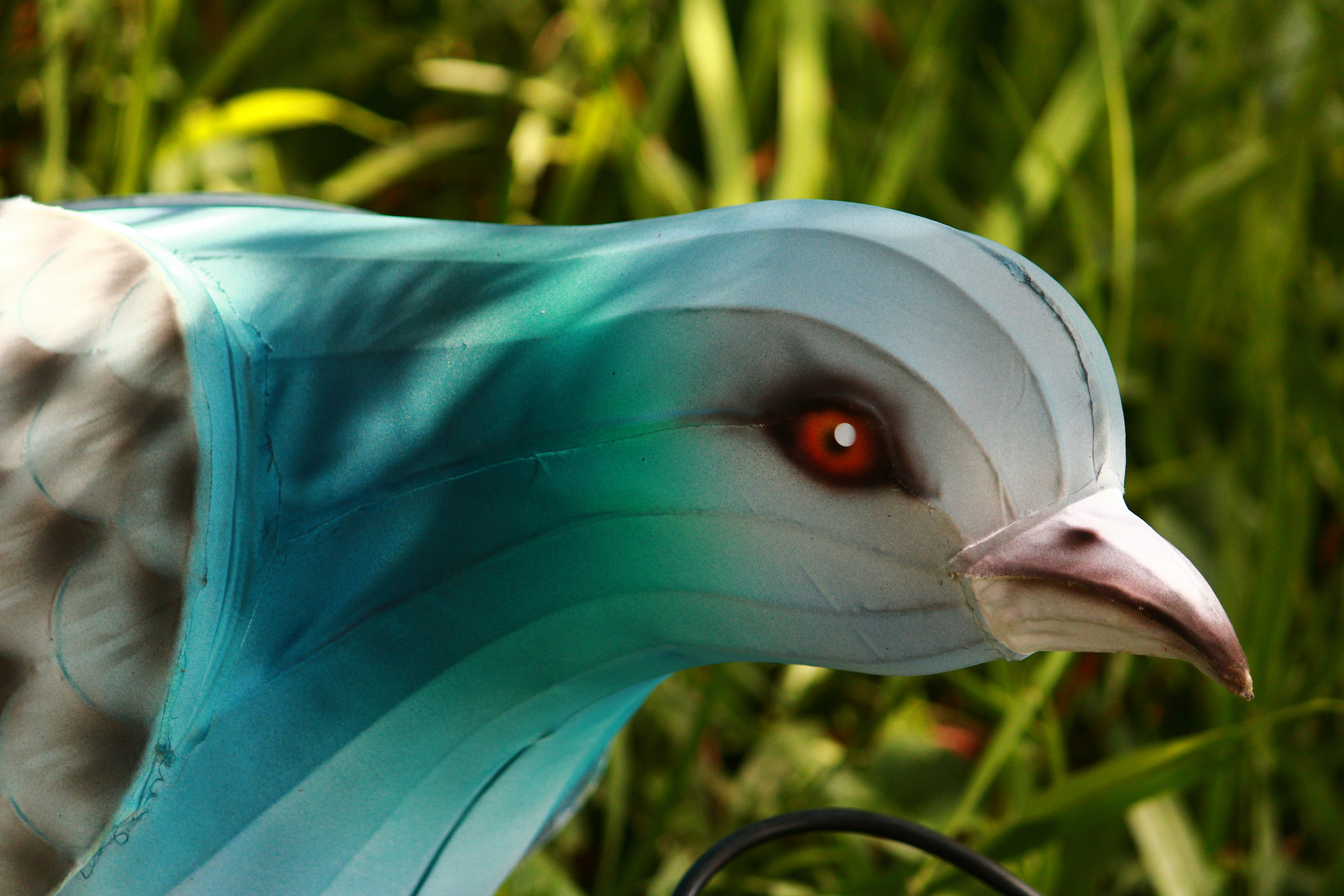 Teal-Tinted Beak Portrait: Close-Up of a Blue-Green Bird Head with Crimson Eye