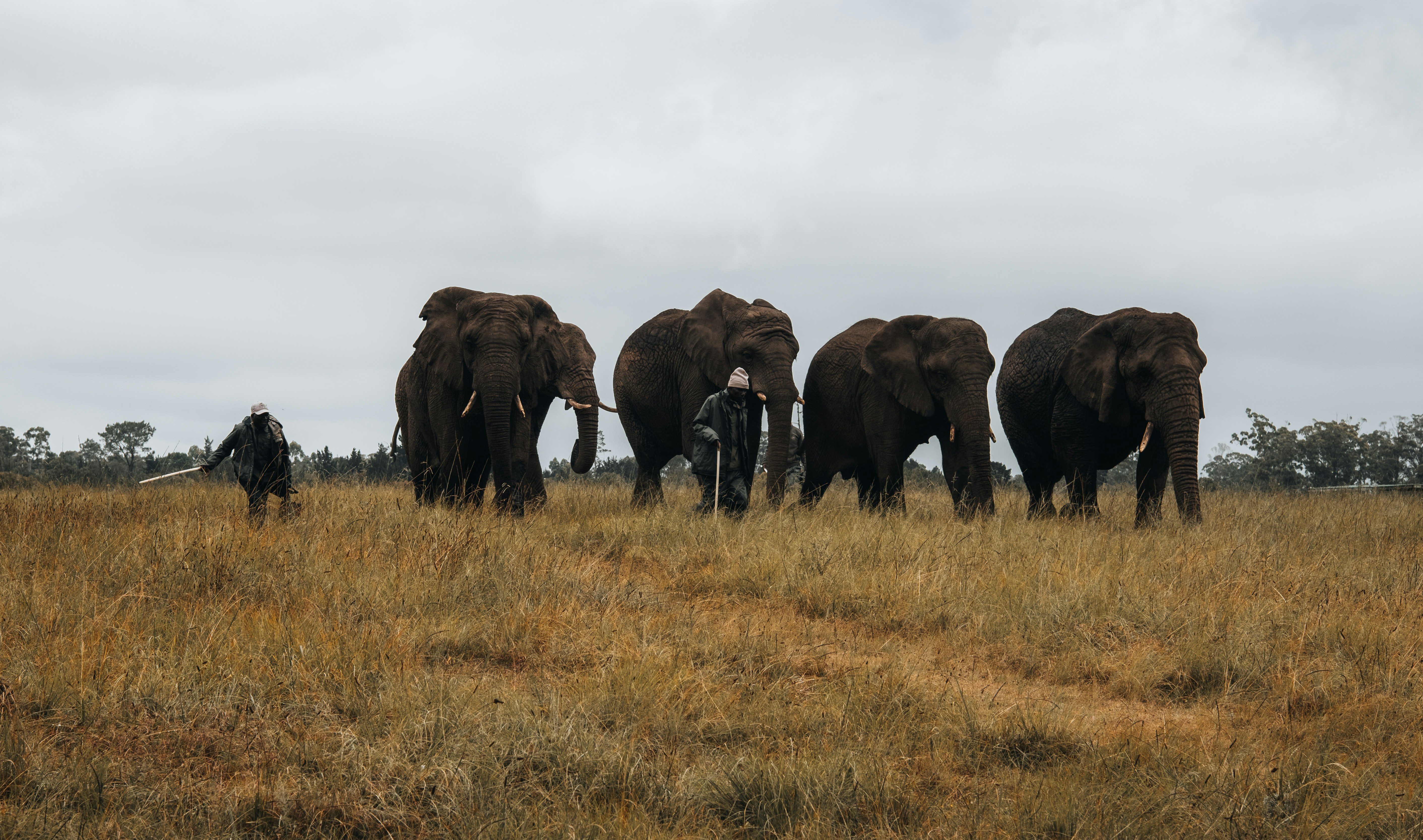 Harmonious Giants: A Walk Through the Savannah