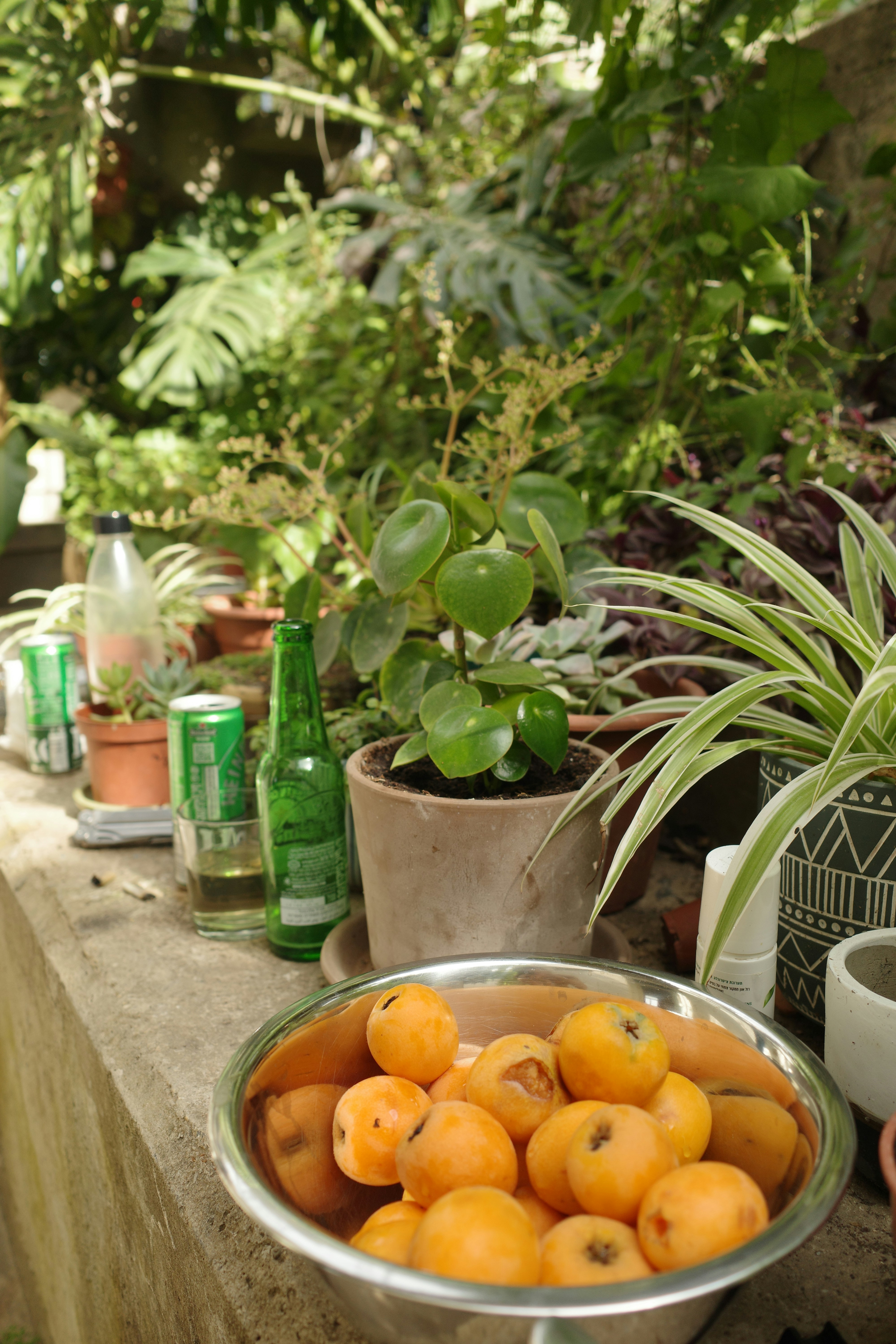 Sunlit Terrace Harvest: A Bowl of Orange Fruit Amid Greenery
