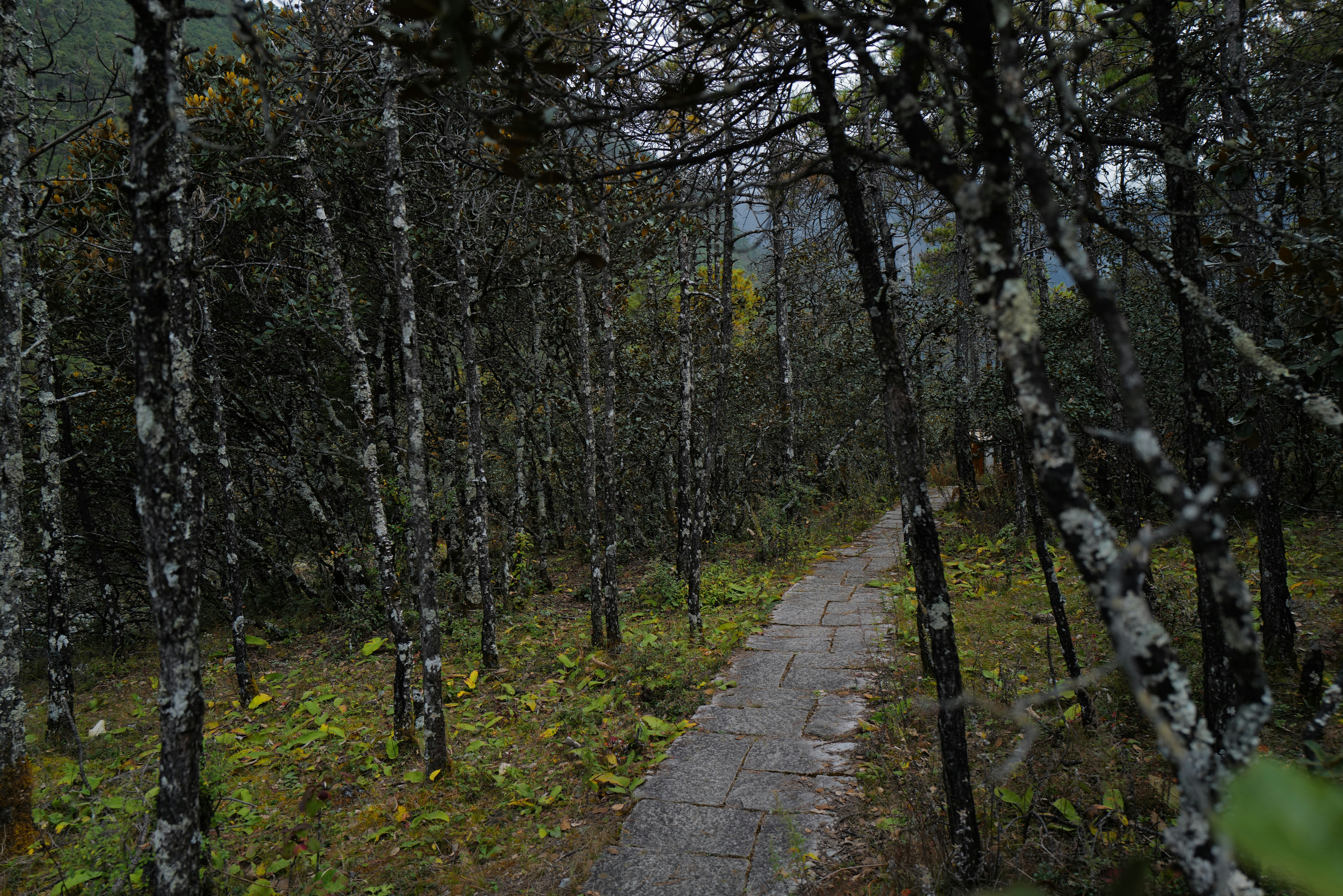 A path through a forest with lots of trees photo – Free Path Image on ...