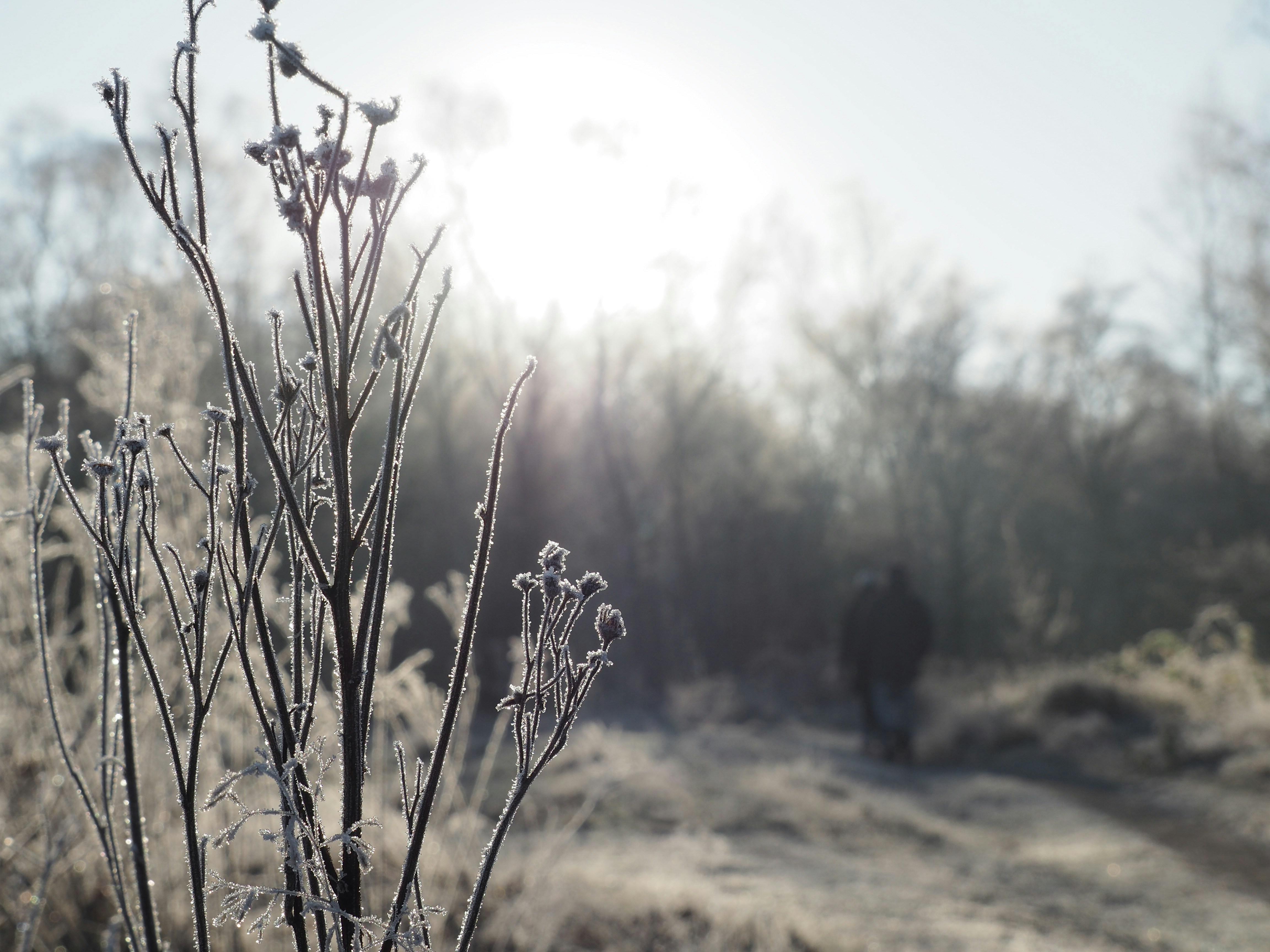 Frost-Lace on the Path: Morning Light and a Lone Wanderer Through a Frost-Kissed Landscape