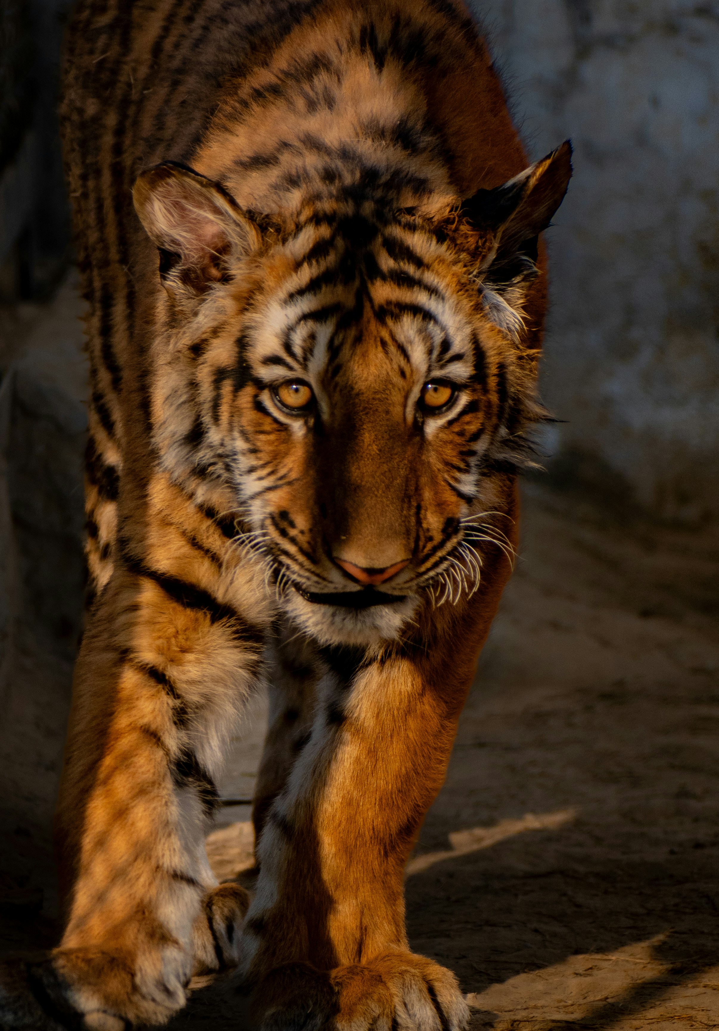 Tiger moving stealthily across a sandy terrain, showcasing its striking fur patterns and intense gaze.