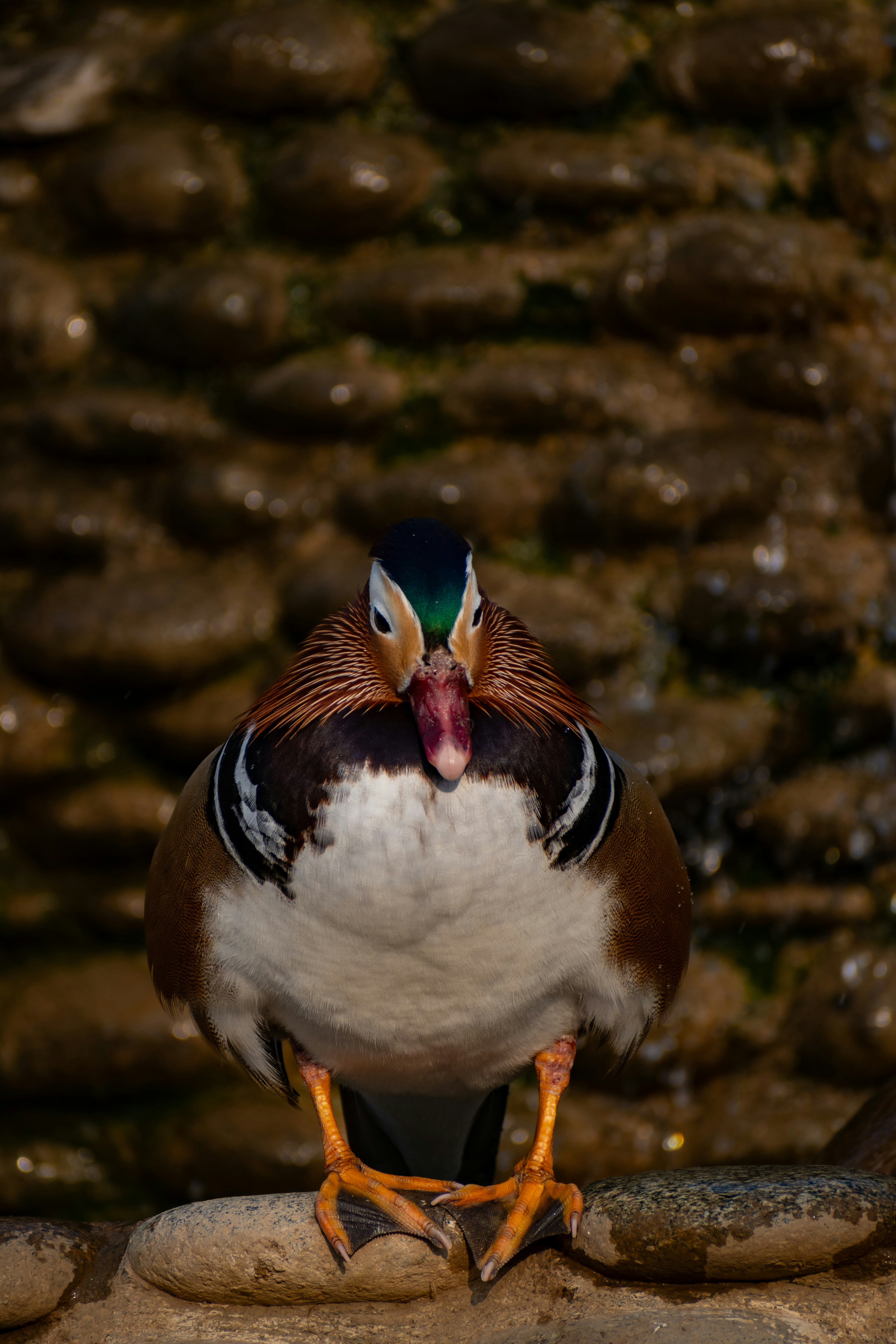 Mandarin Duck Portrait on Mossy Pebble Steps