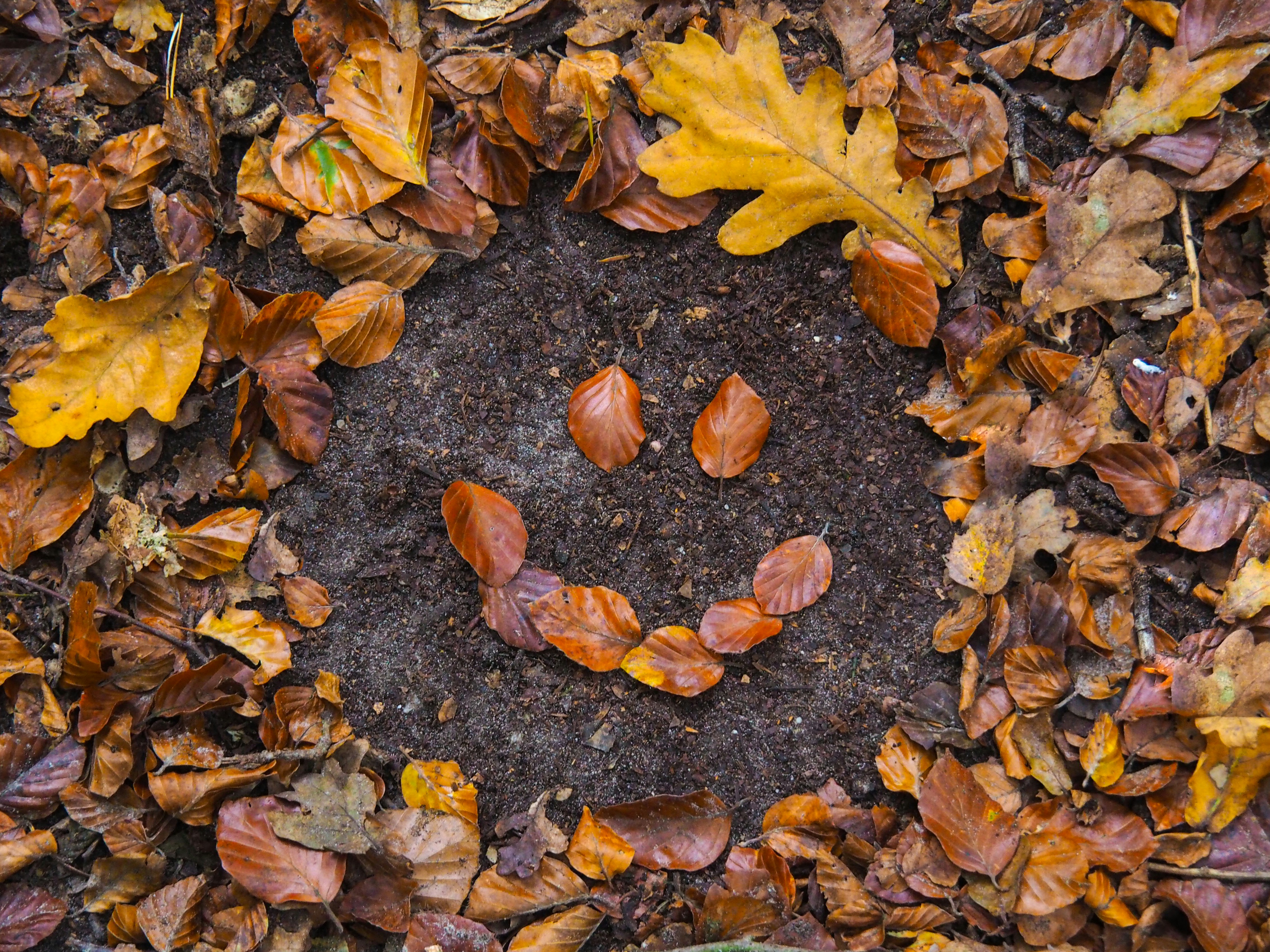 A smiley face made out of leaves on the ground photo – Free Putten ...