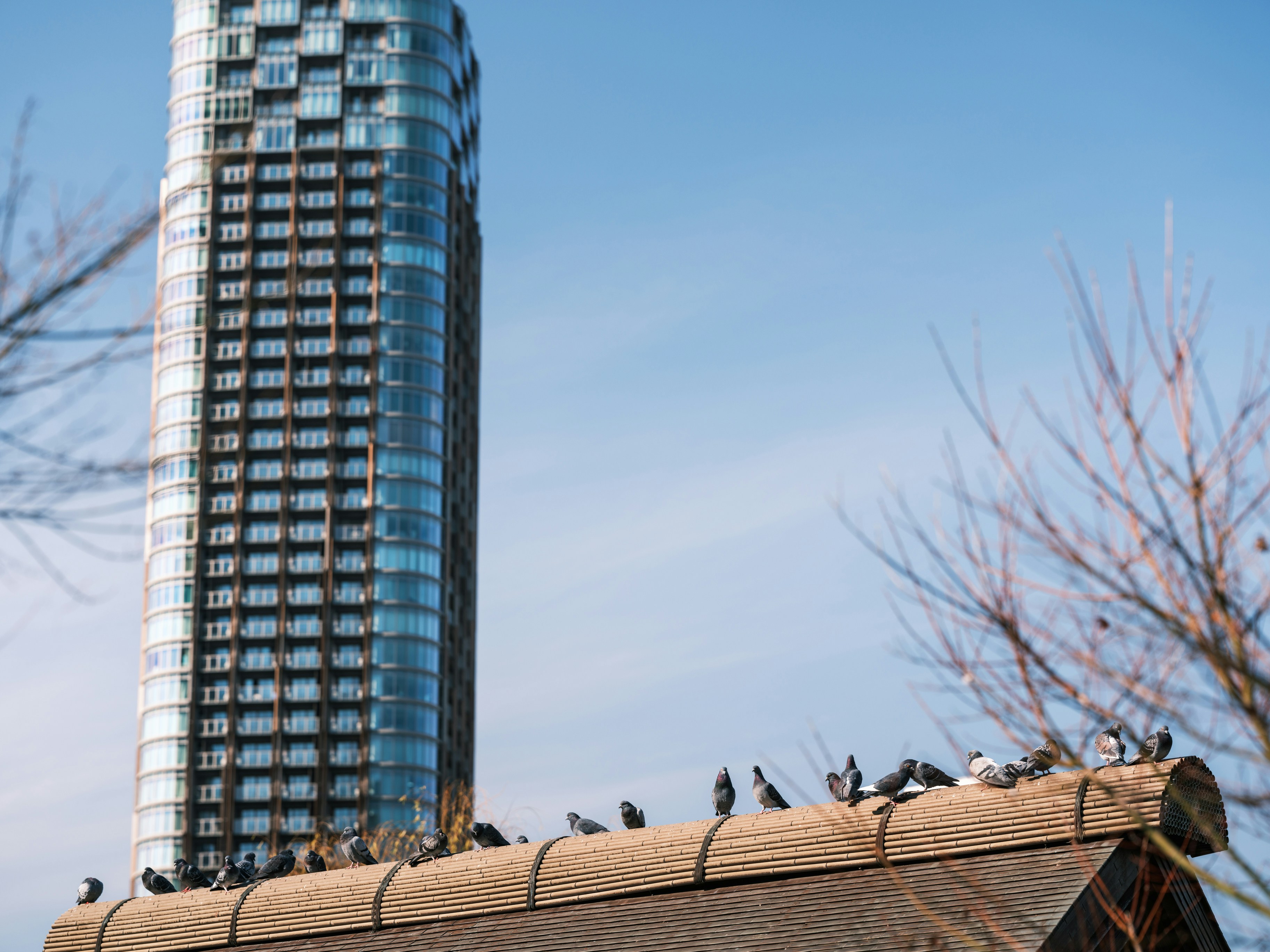 Pigeons on the Curved Roofline Beneath a Glass Skyline