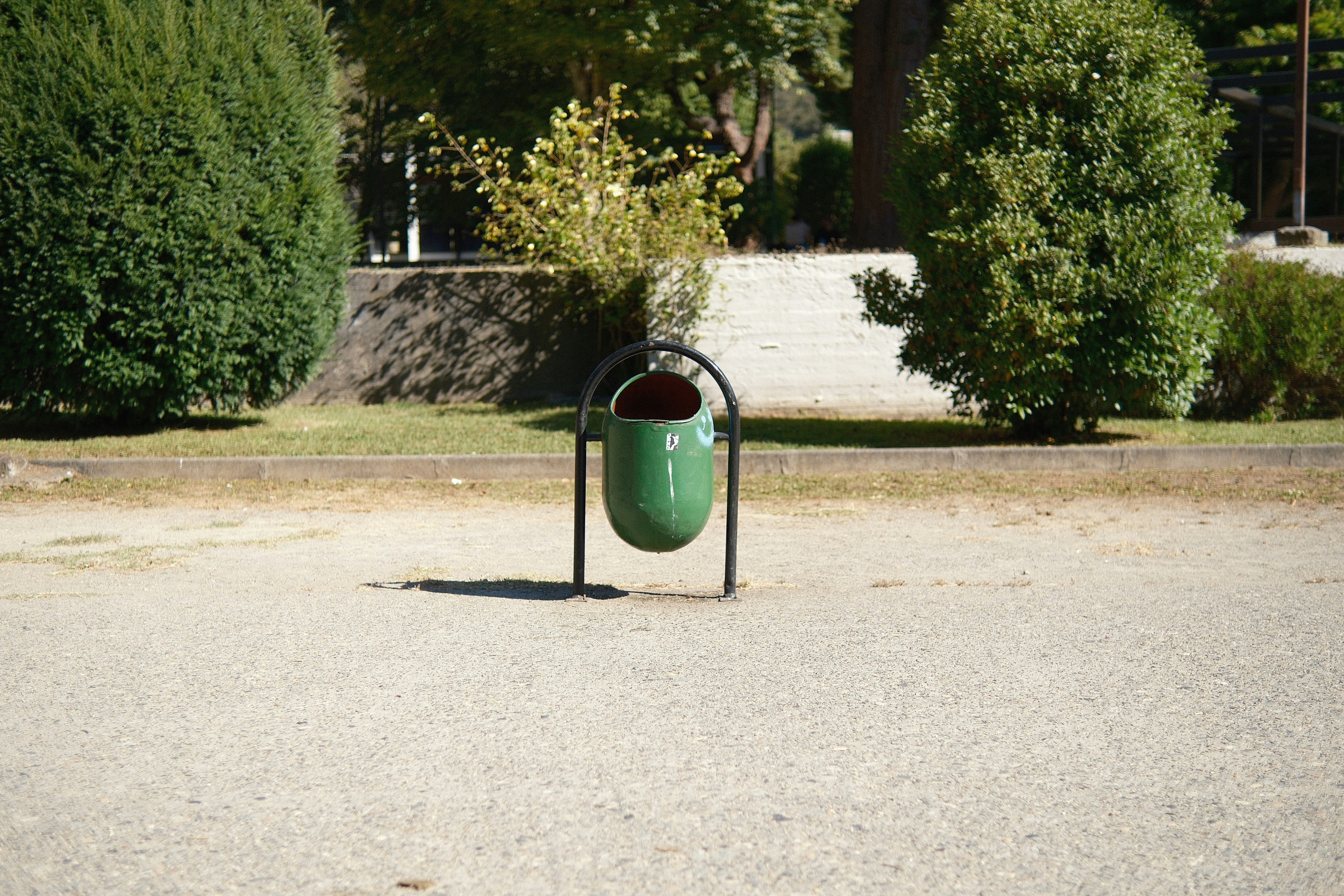 The Solitary Sentinel: A Green Guardian in the Park