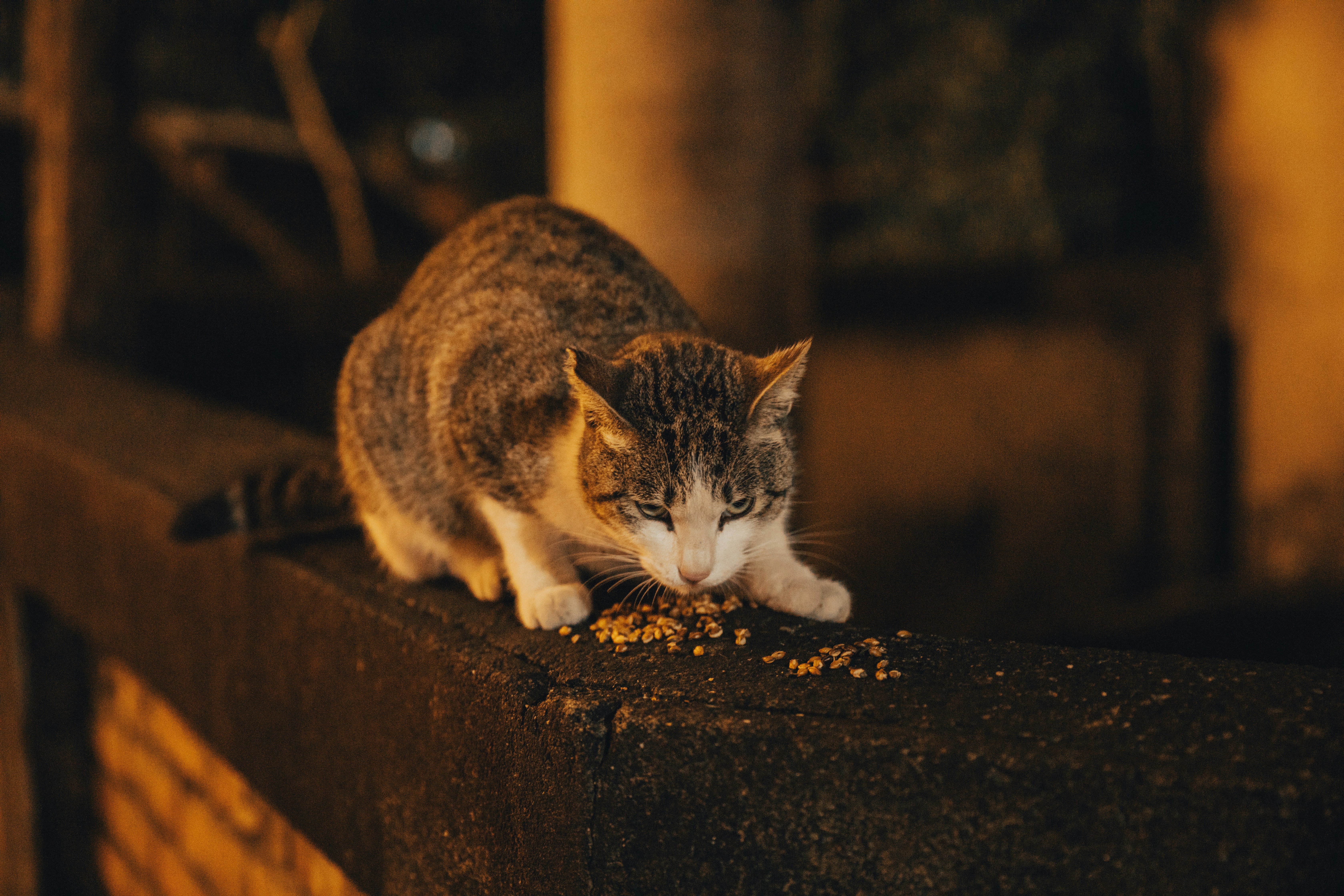 A cat sitting on a ledge eating food photo – Free Animal Image on Unsplash