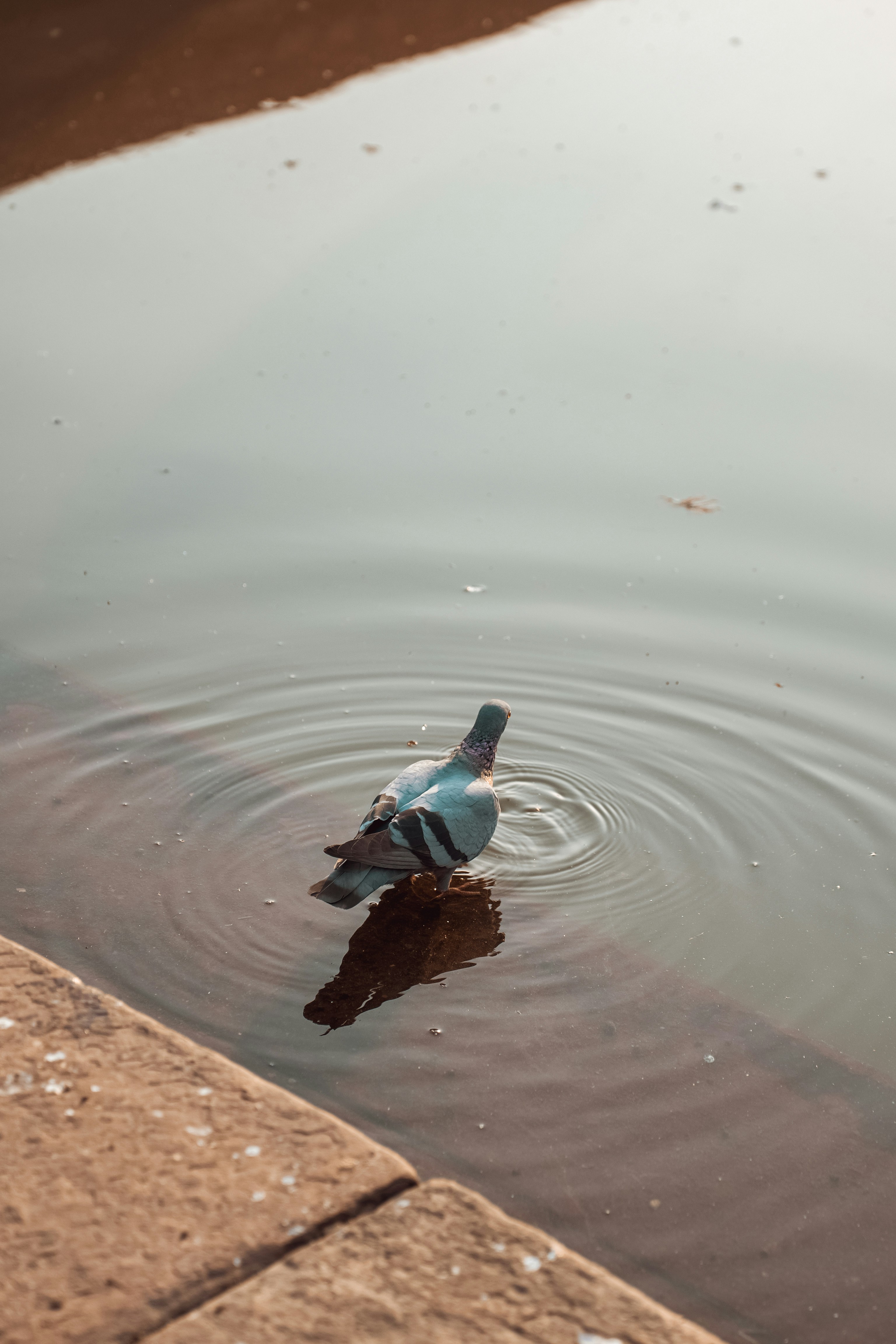 Pavement Pond: A Pigeon Pauses to Read the Ripples