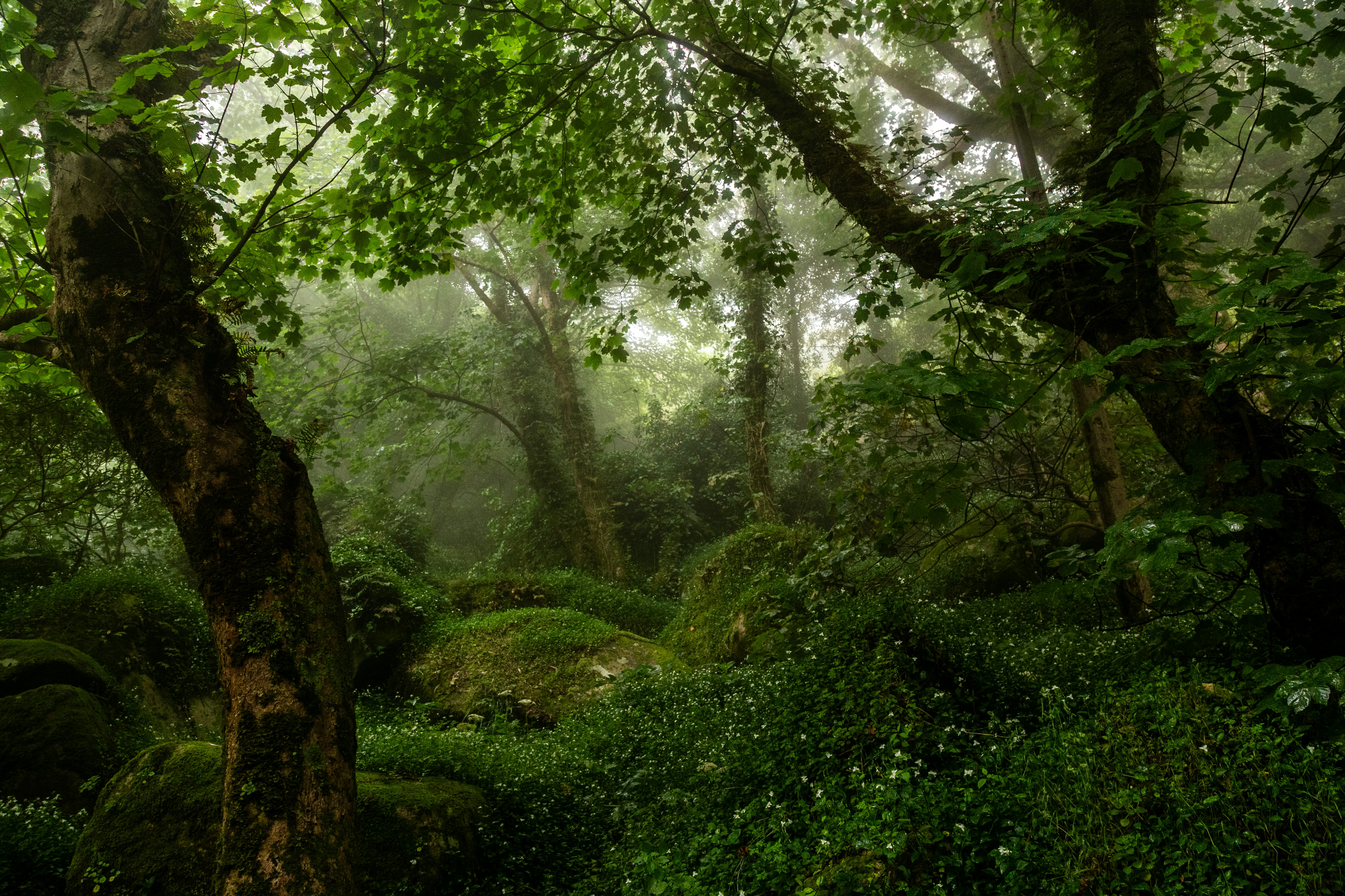 A lush green forest filled with lots of trees photo – Free Forest Image ...