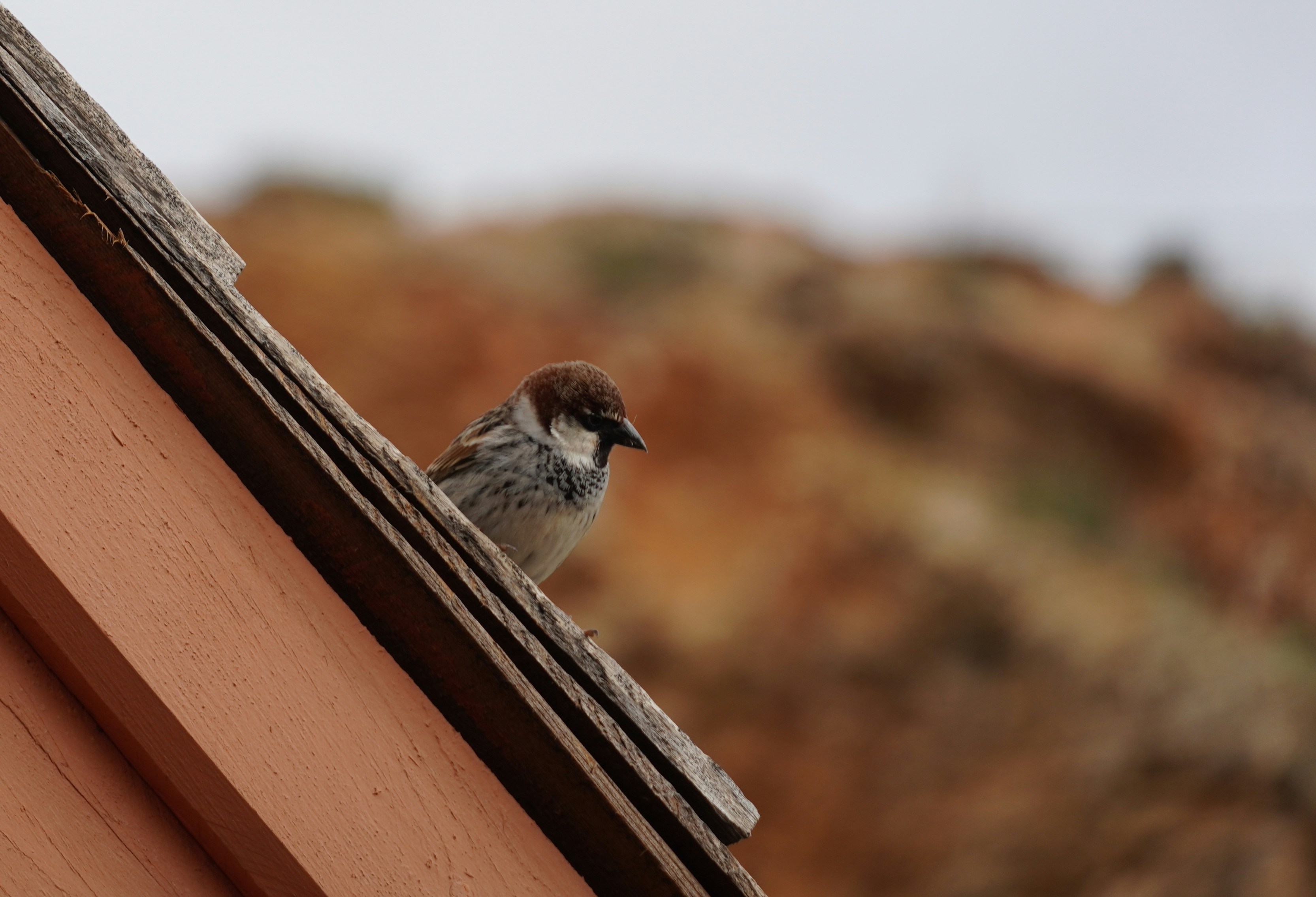 A small bird sitting on top of a roof photo – Free Popeye village Image ...