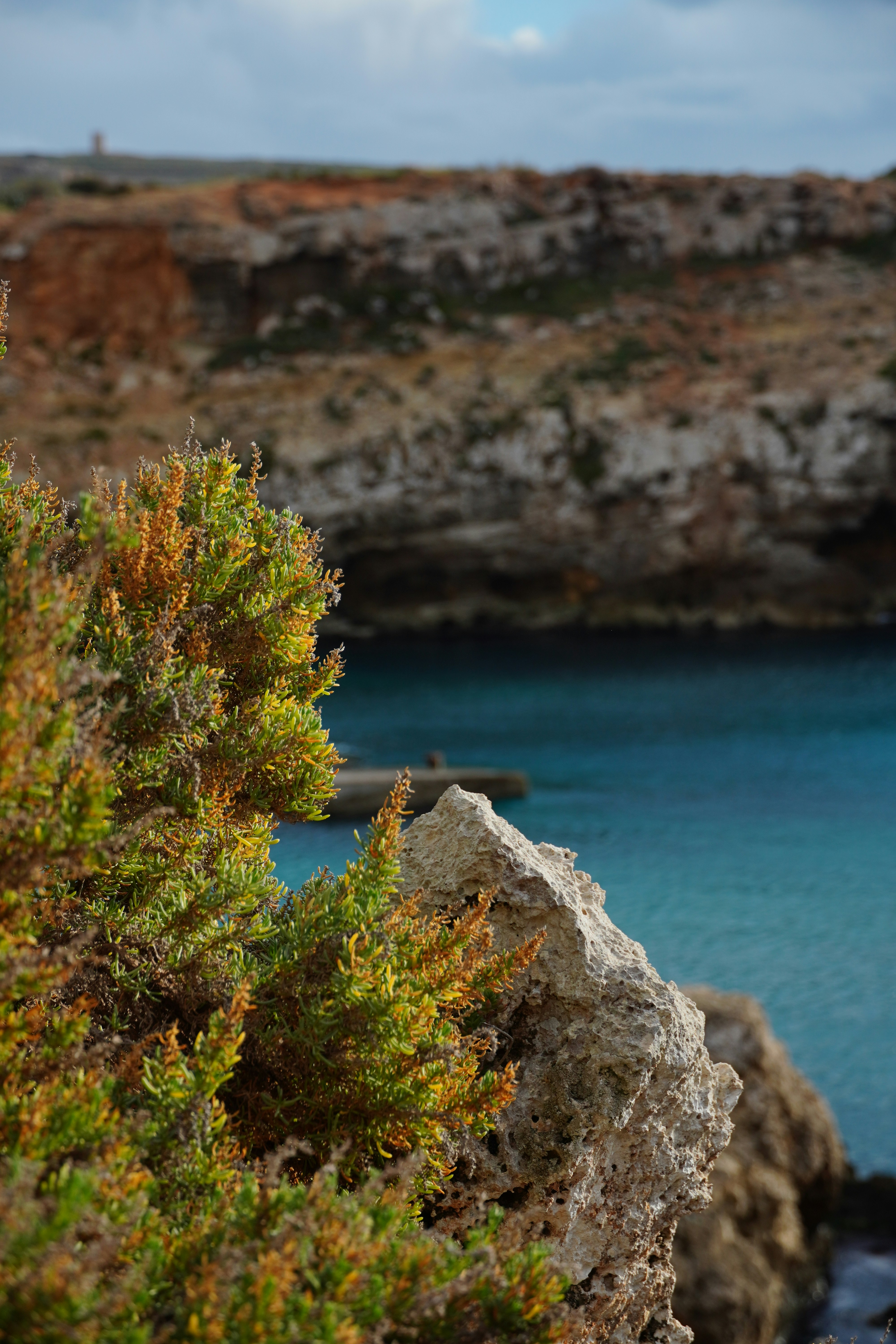 Coastal Cliffside with Spiky Verdurous Foreground and Azure Cove