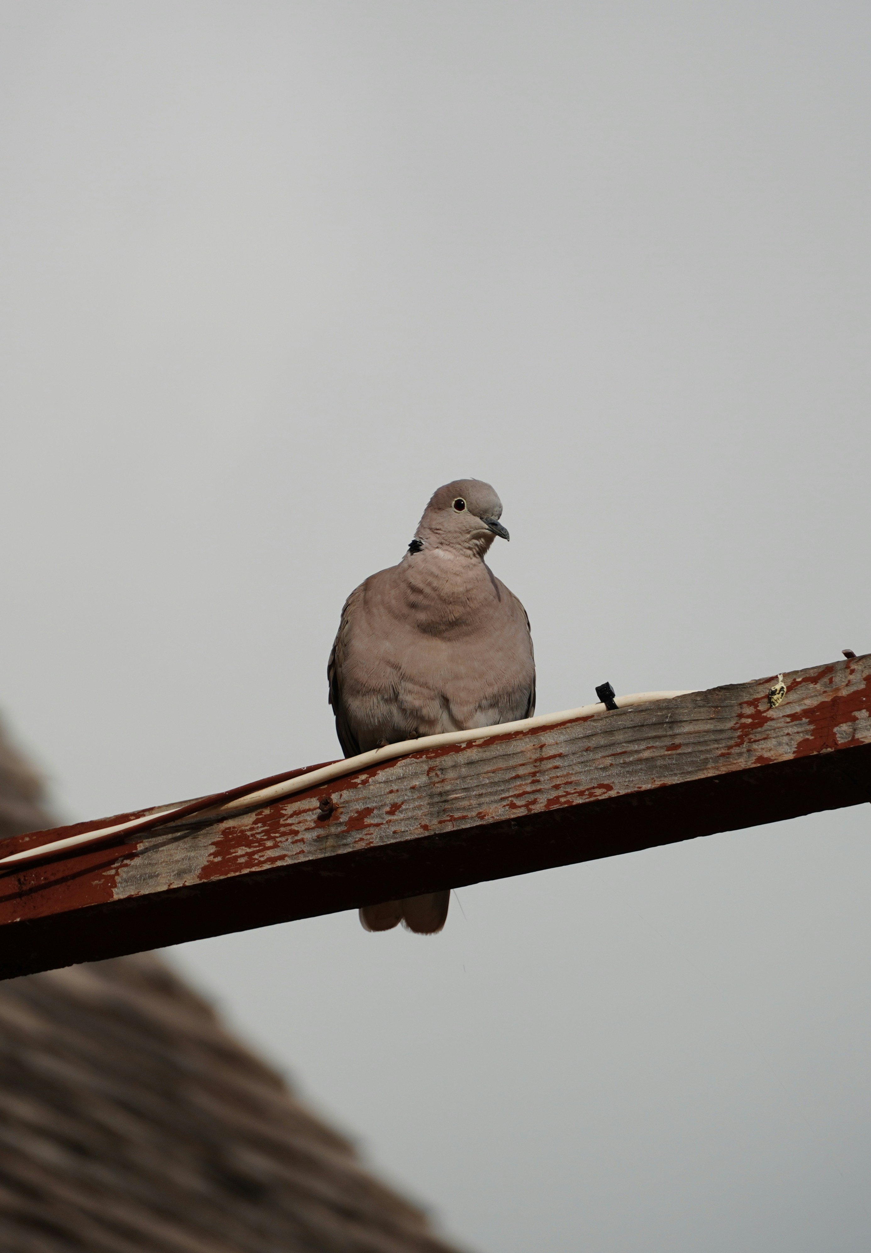 Grey Sky Sentinel: Pigeon on a Weathered Beam