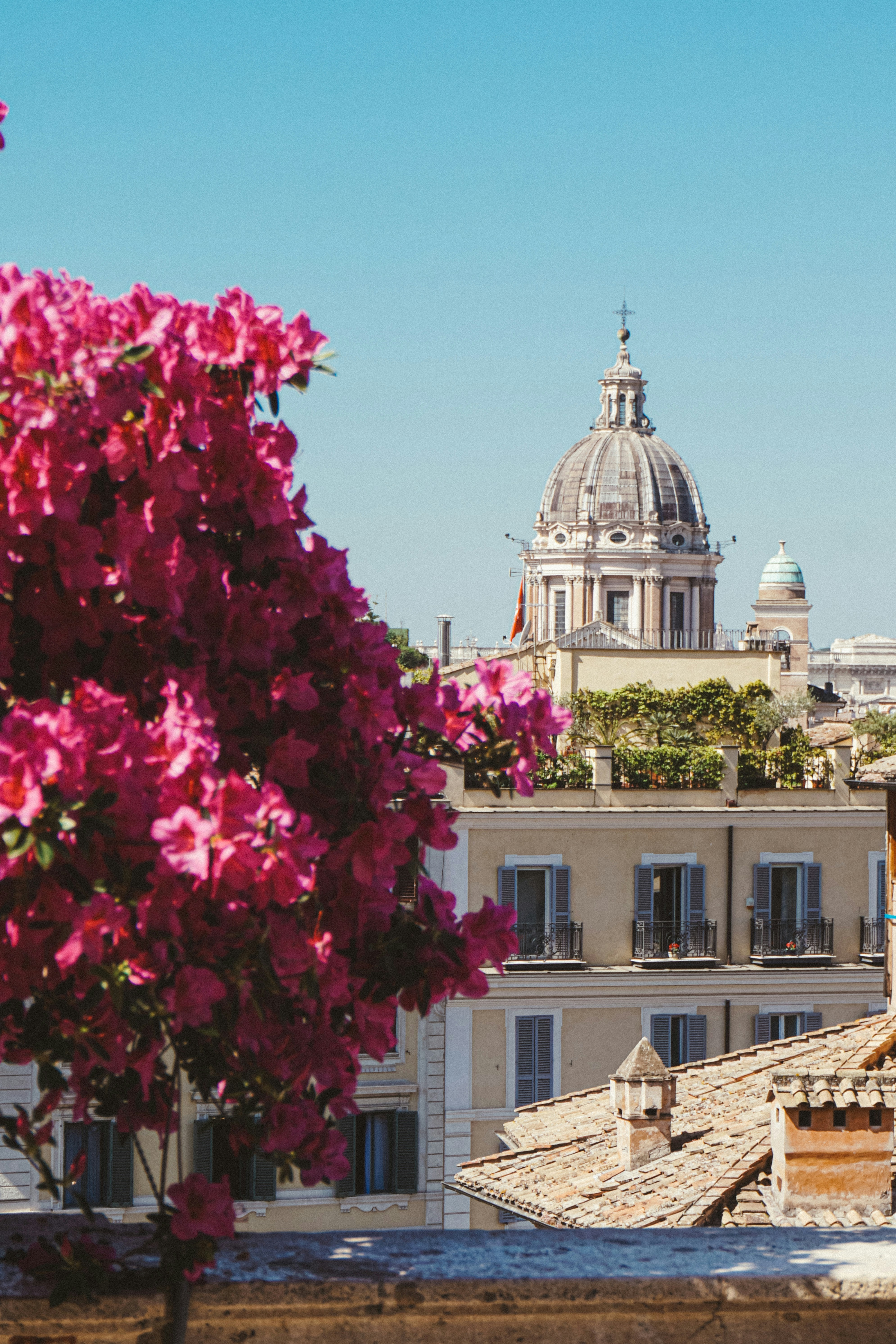Bougainvillea Cascade with a City Dome