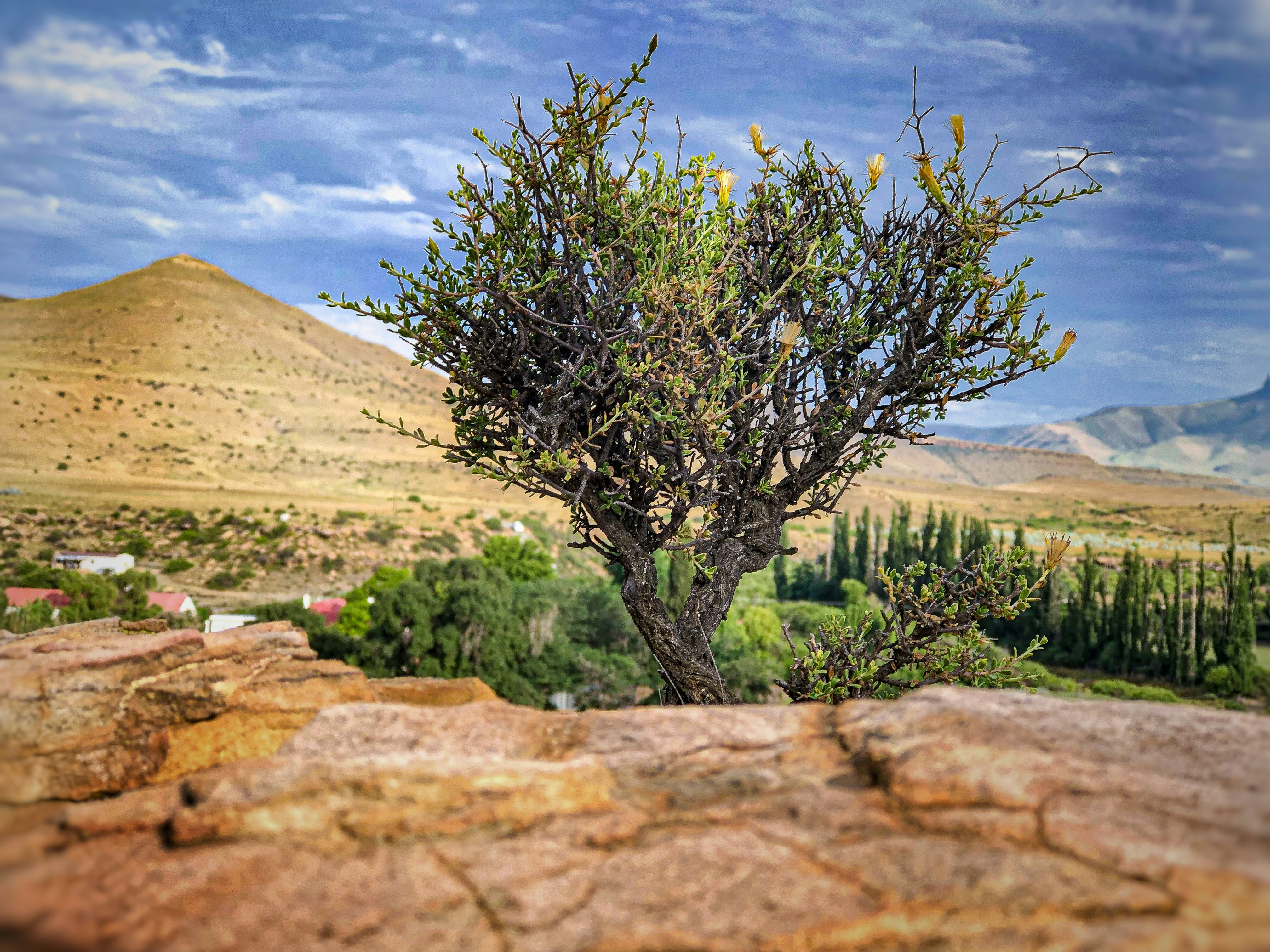 A lone tree in the middle of a desert