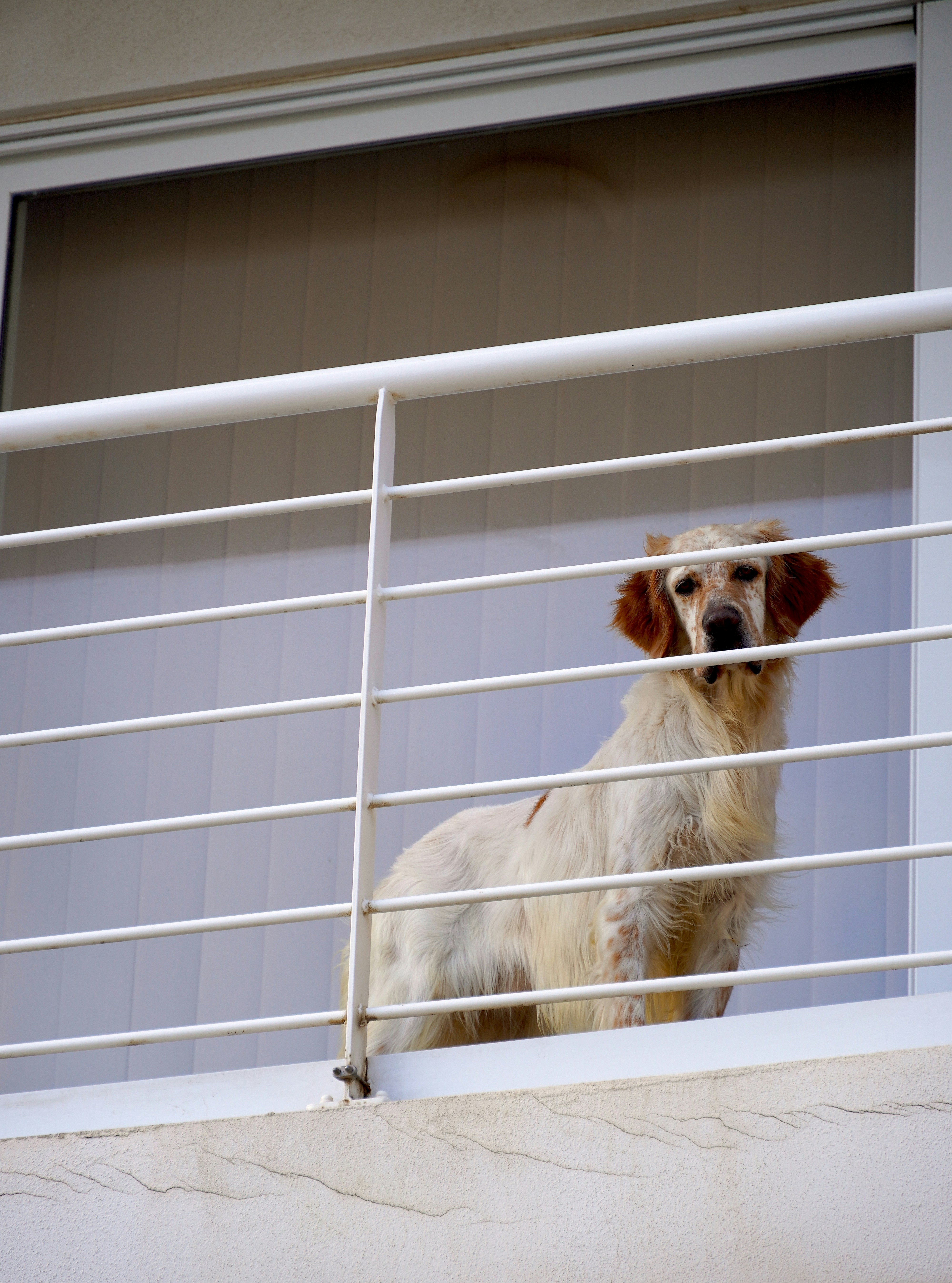 Balcony Sentinel: A Golden Retriever Behind White Rails