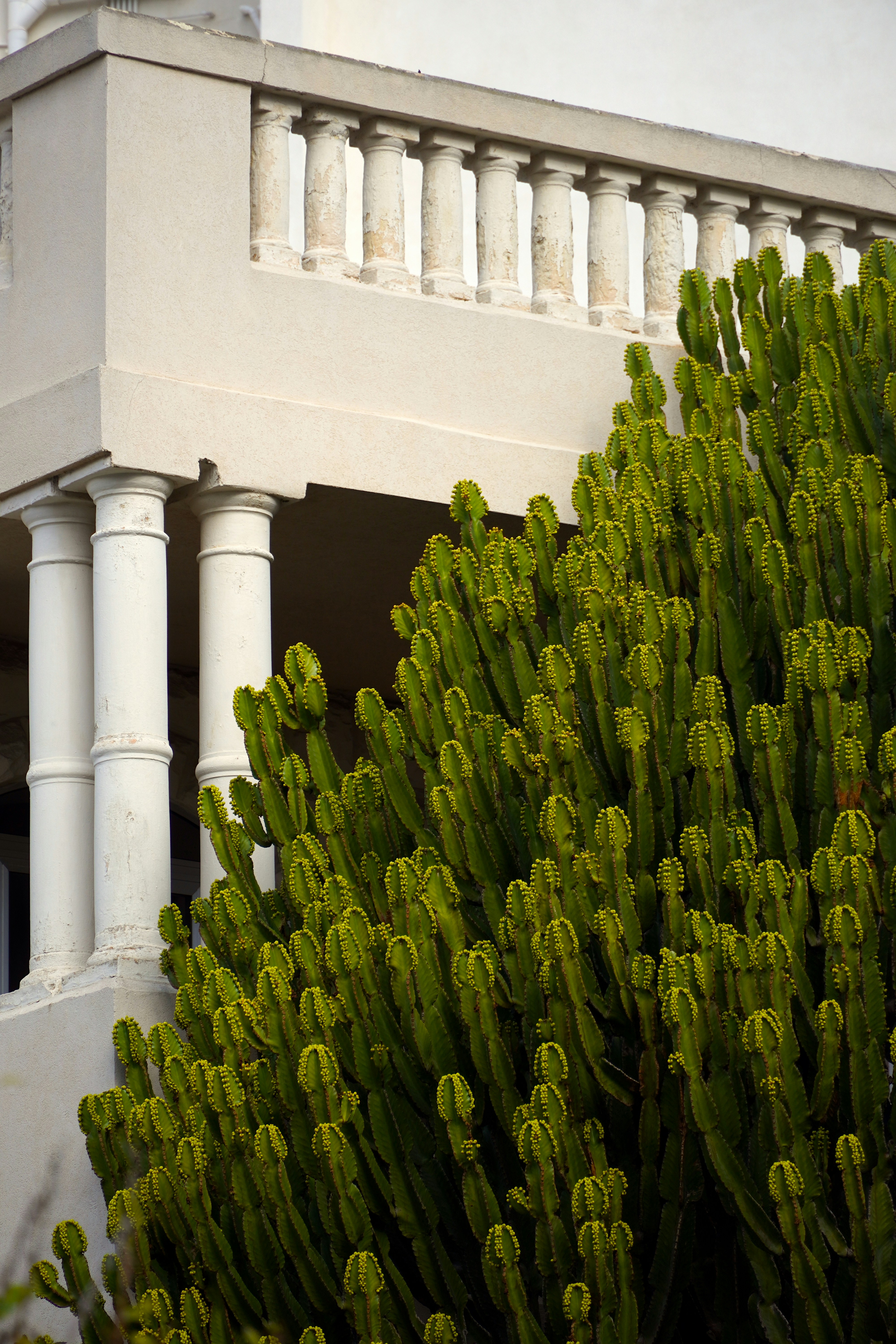 Emerald Clusters Along a Sunlit Veranda Border
