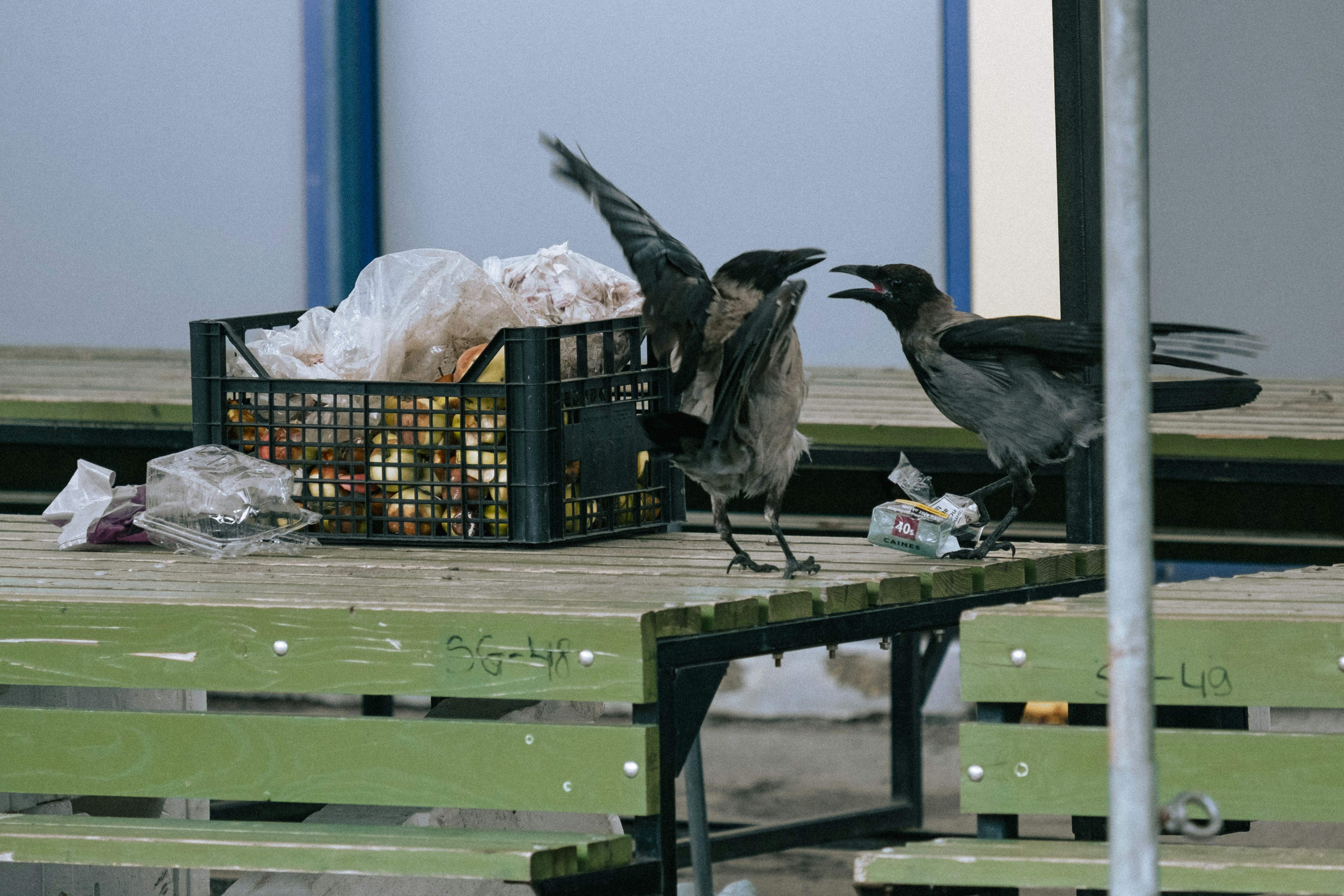 Urban Avians: A Morning Exchange
