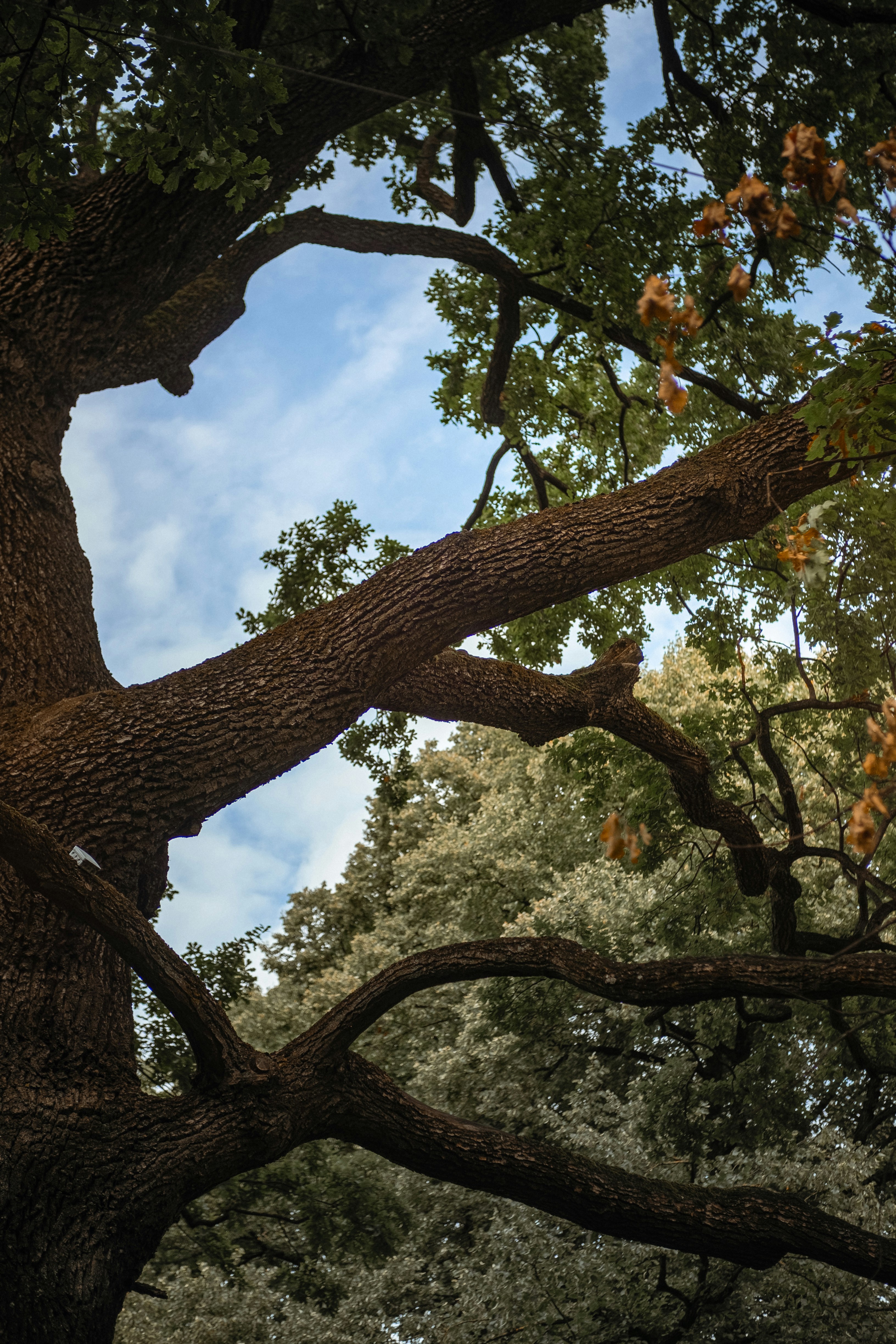 Branching Skyline: A Sunlit Oak Reaches Across the Frame
