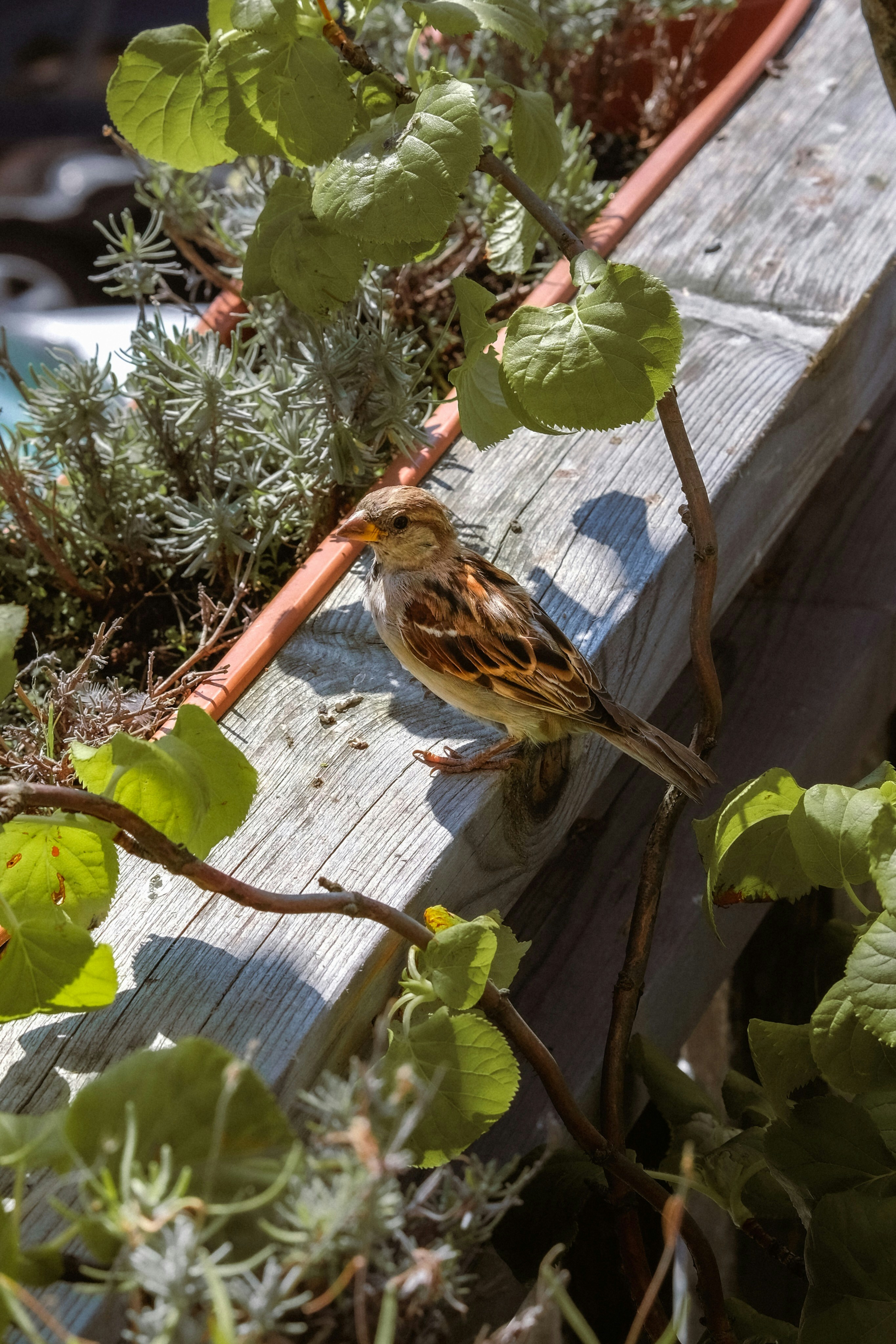 Sunlit Sparrow on a Weathered Rail Framed by Greenery