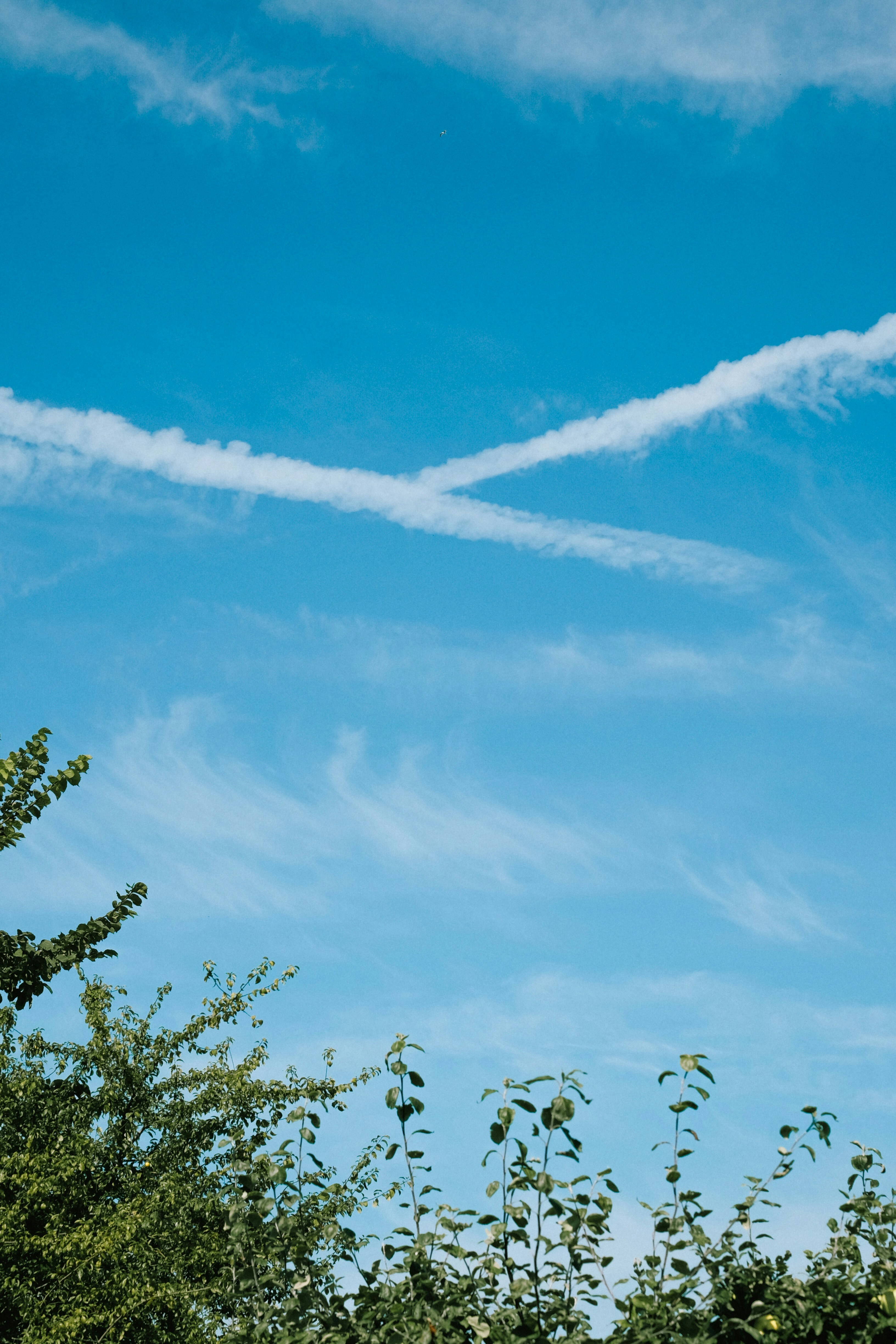 A contrail is in the sky above some trees photo – Free Nature Image on ...