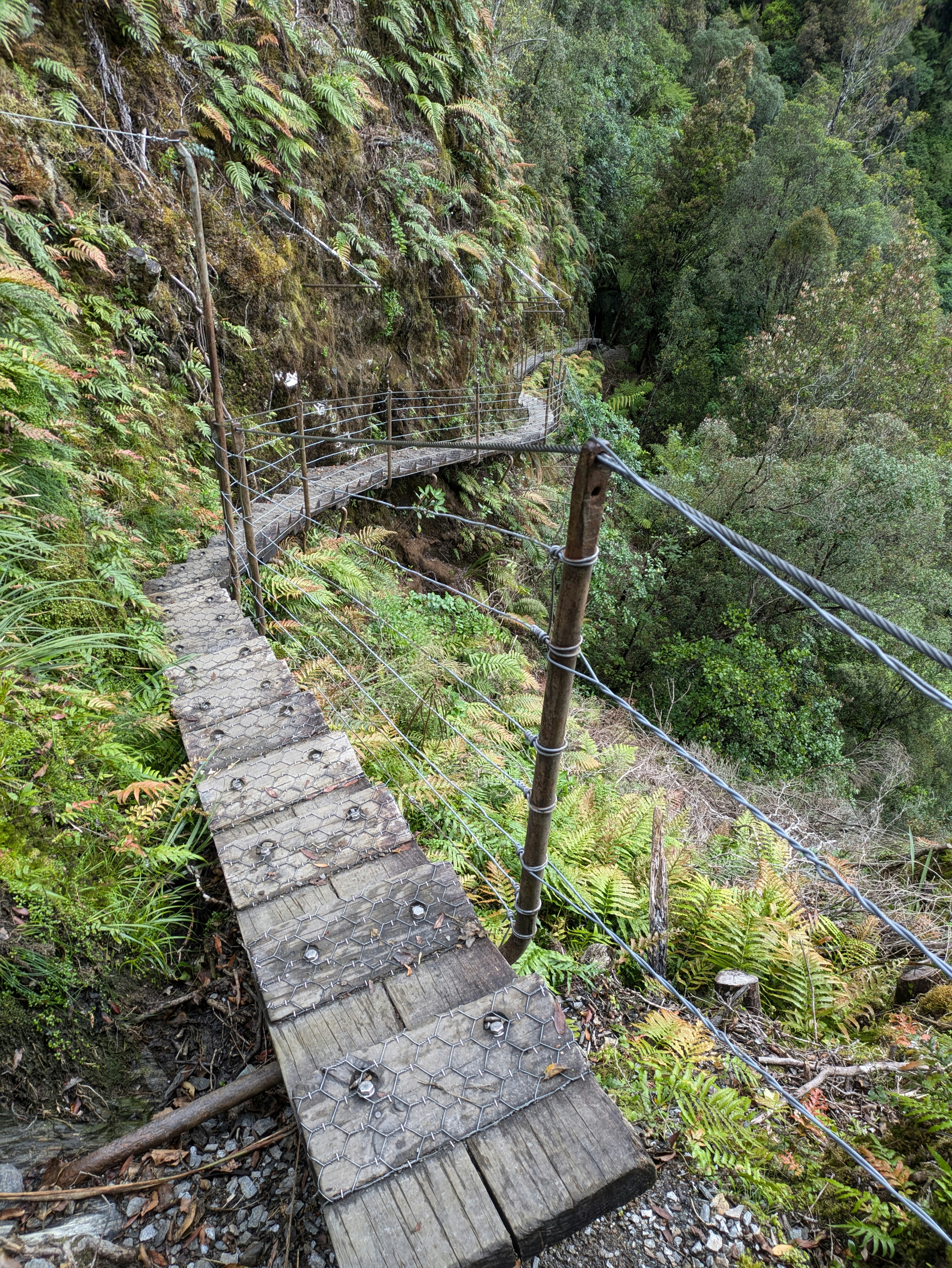 Curved wooden walkway bordered by ferns, descending along a steep hillside into a dense forest.