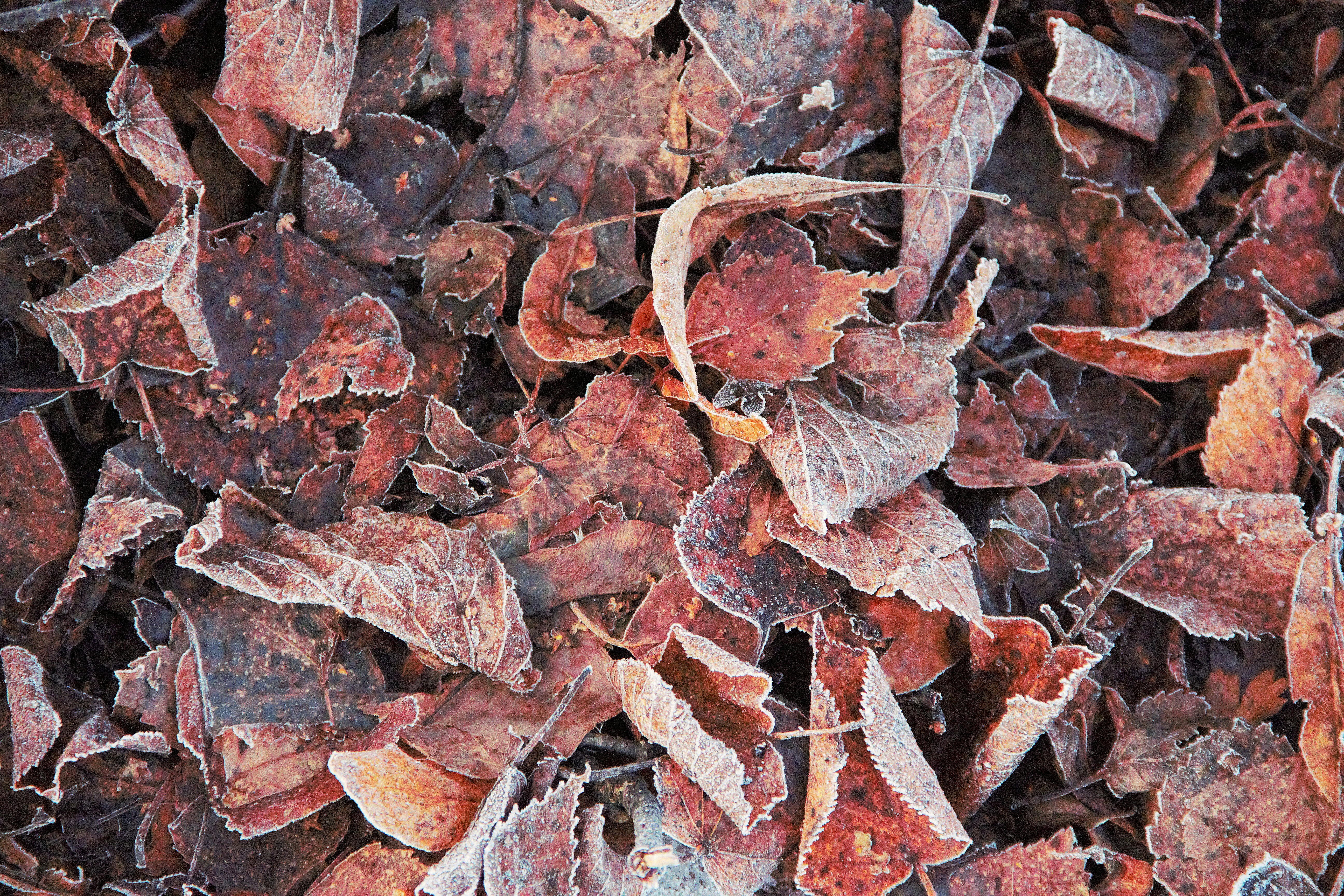 A bunch of leaves that are on the ground photo – Free Nature Image on ...