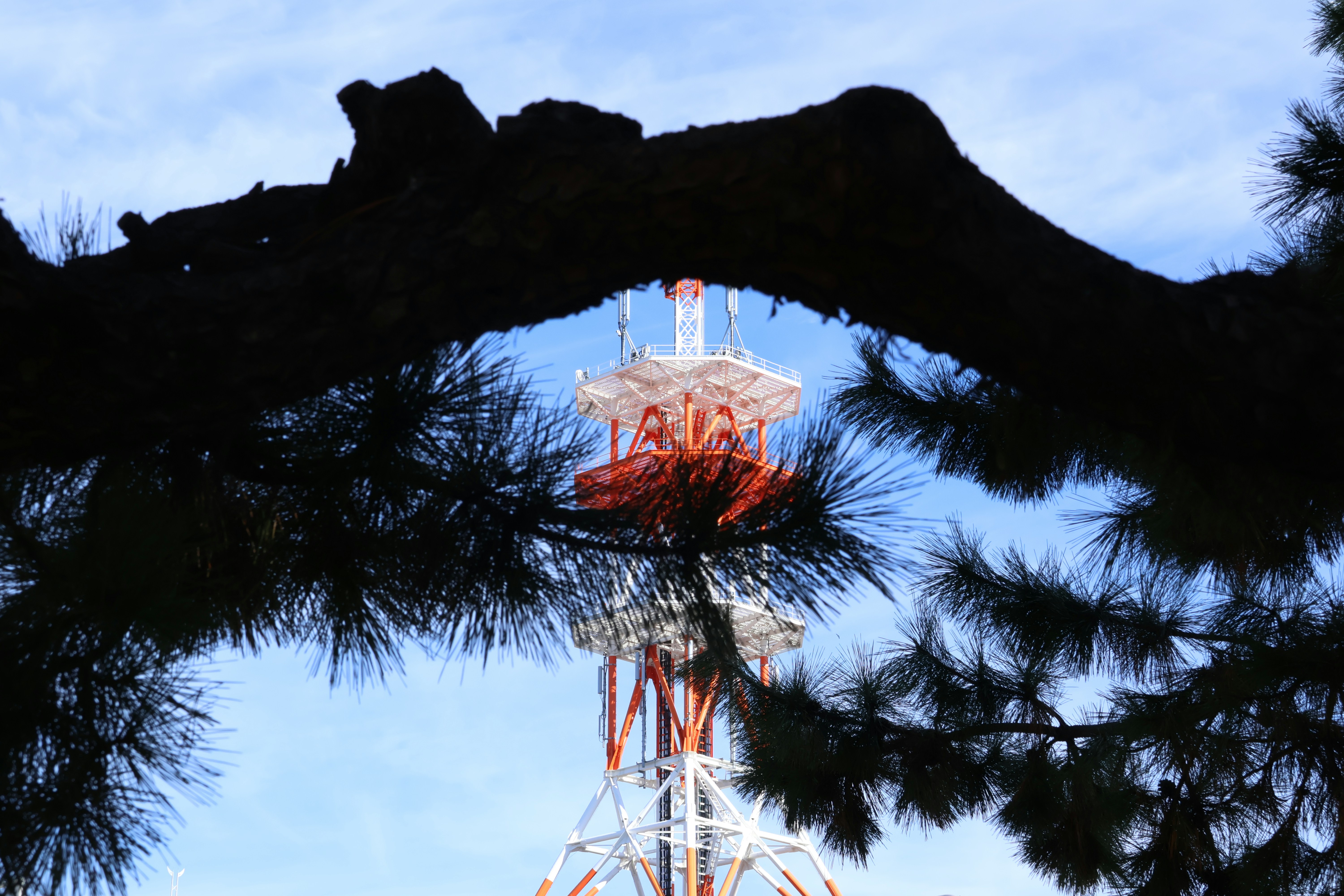 Crimson Transmission Tower Framed by Pine Needles