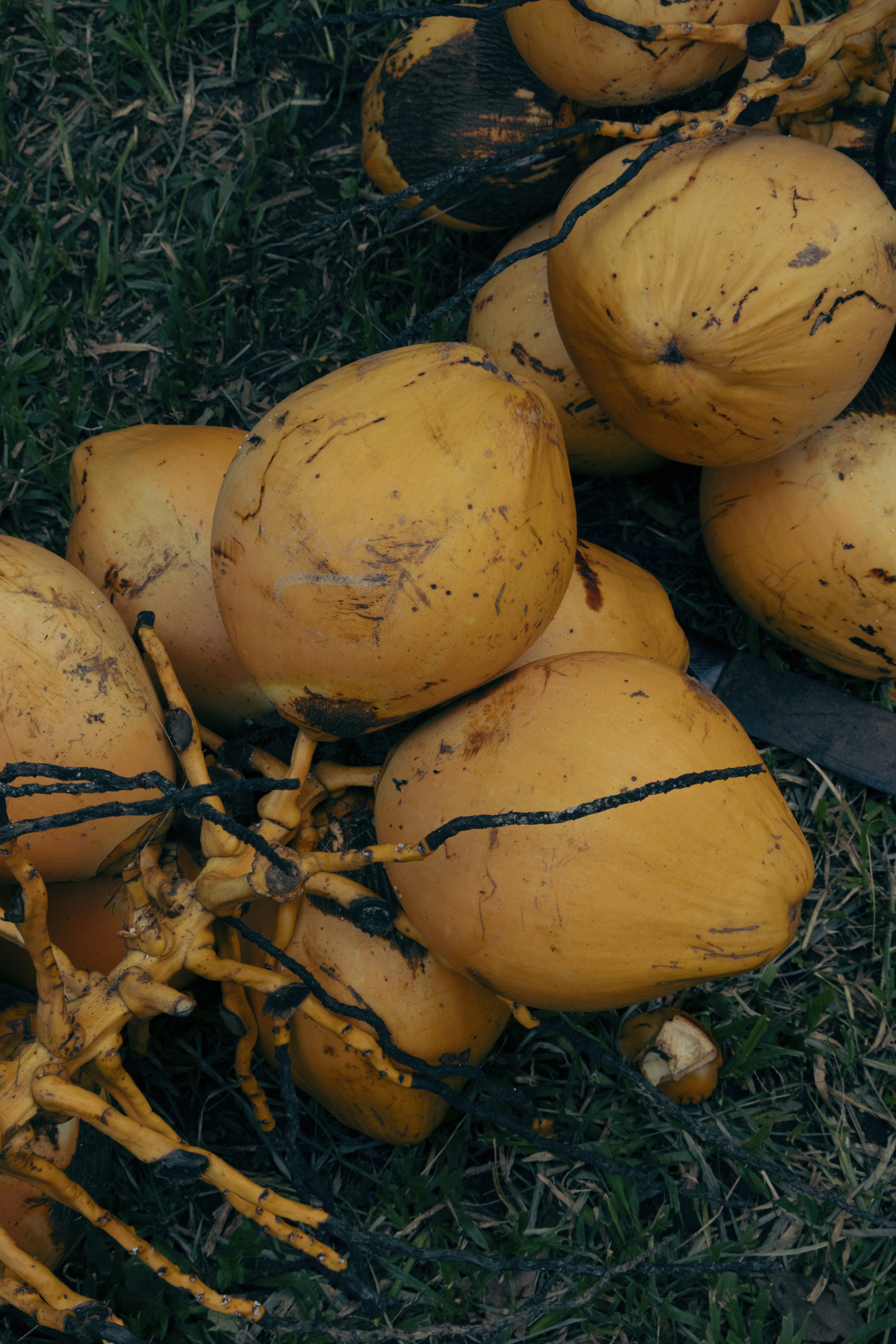 Cluster of ripe yellow coconuts resting on grass, showcasing their textured surfaces and vibrant color.