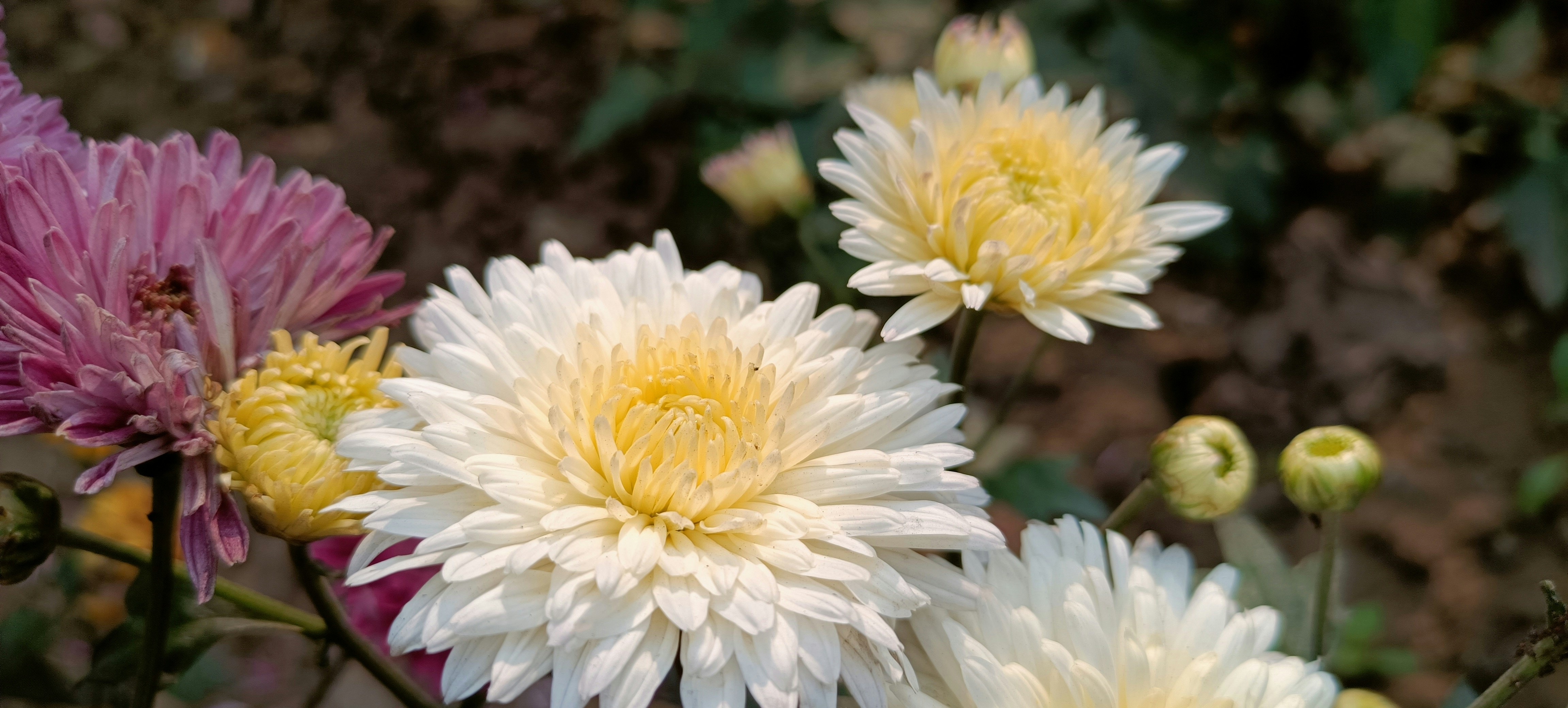 A bunch of flowers that are in the dirt