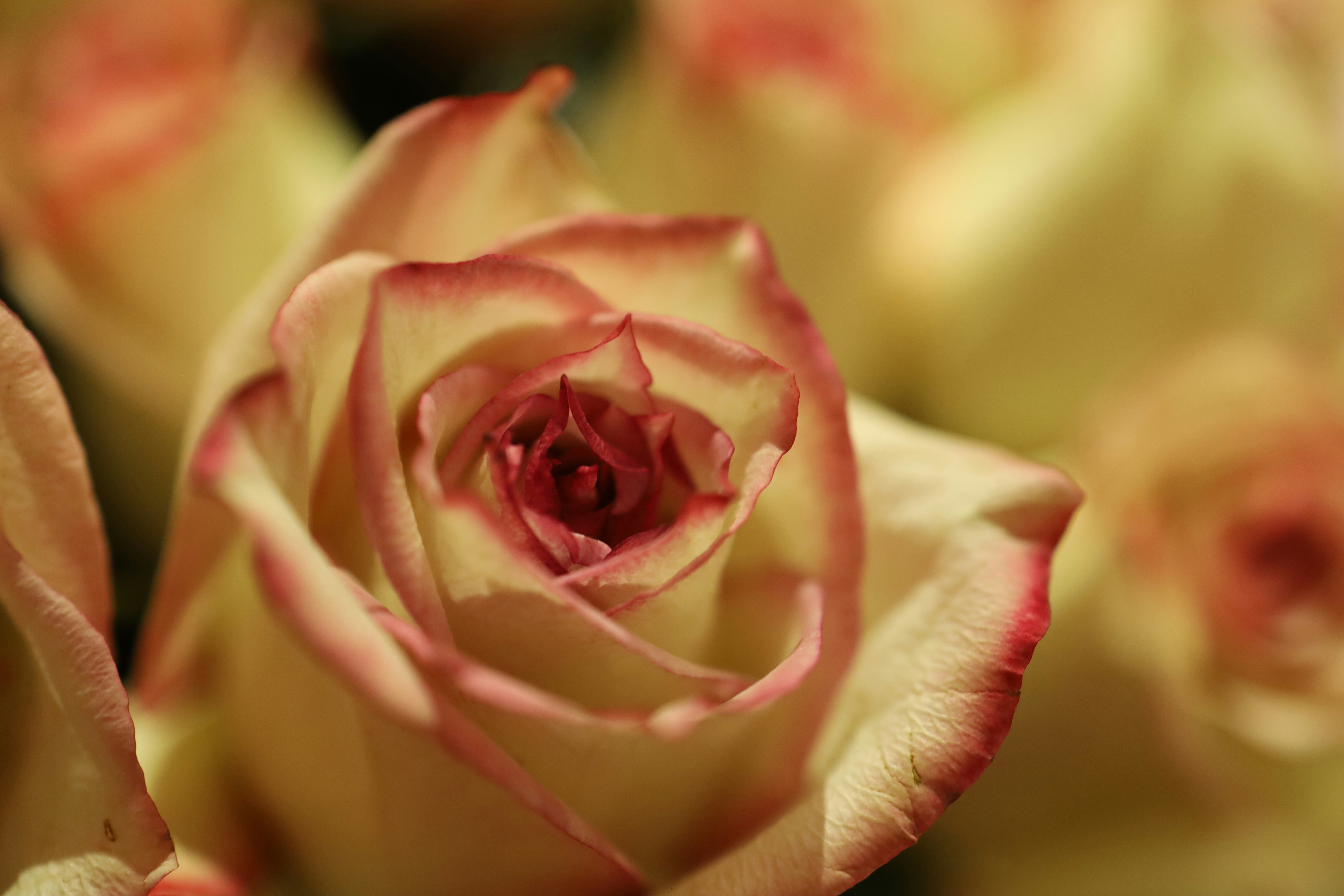A close up view of a pink rose photo – Free Oak brook Image on Unsplash