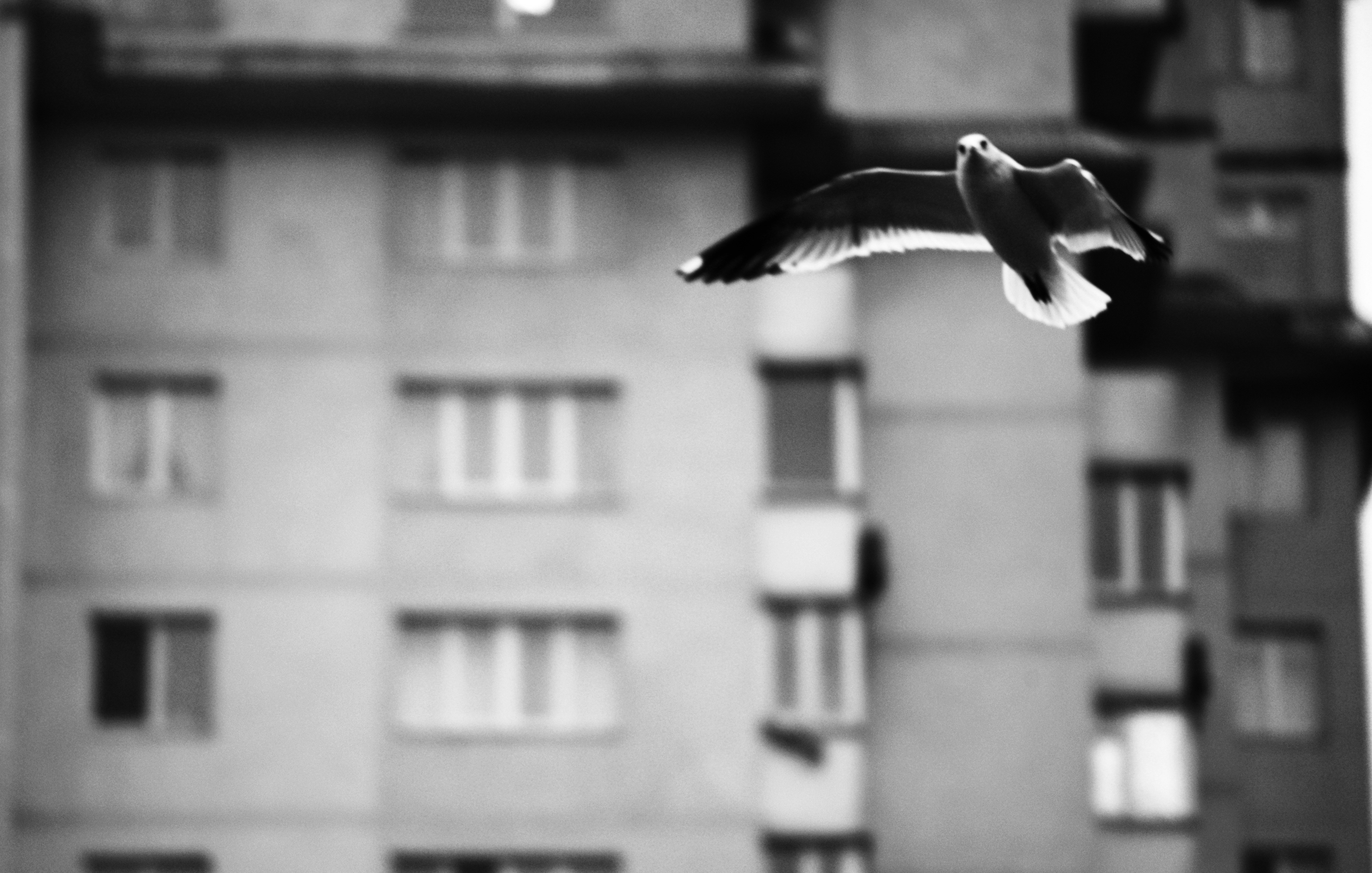 Wingbeat over Concrete: A Pigeon in Flight Against a Blurred Cityscape