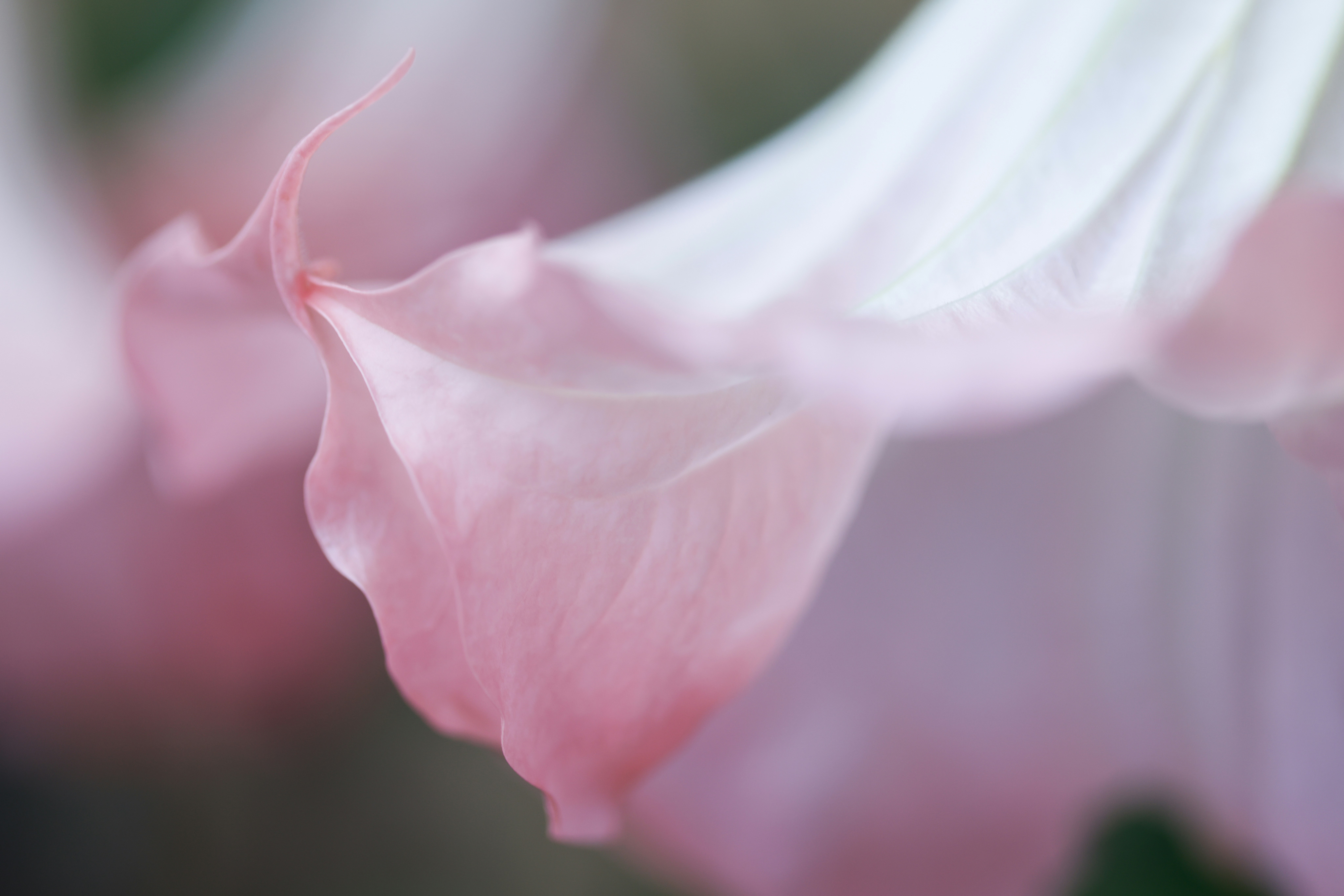 Detalle de una flor con pétalos rosados capturada en un encuadre macro. Los pétalos tienen un suave desenfoque y una textura delicada, transmitiendo una sensación de fragilidad y elegancia. Ideal para temas relacionados con la naturaleza, la primavera, o diseños minimalistas y románticos. Close-up of a flower with pink petals captured in a macro shot. The petals exhibit a soft blur and delicate texture, conveying a sense of fragility and elegance. Perfect for themes related to nature, spring, or minimalist and romantic designs.