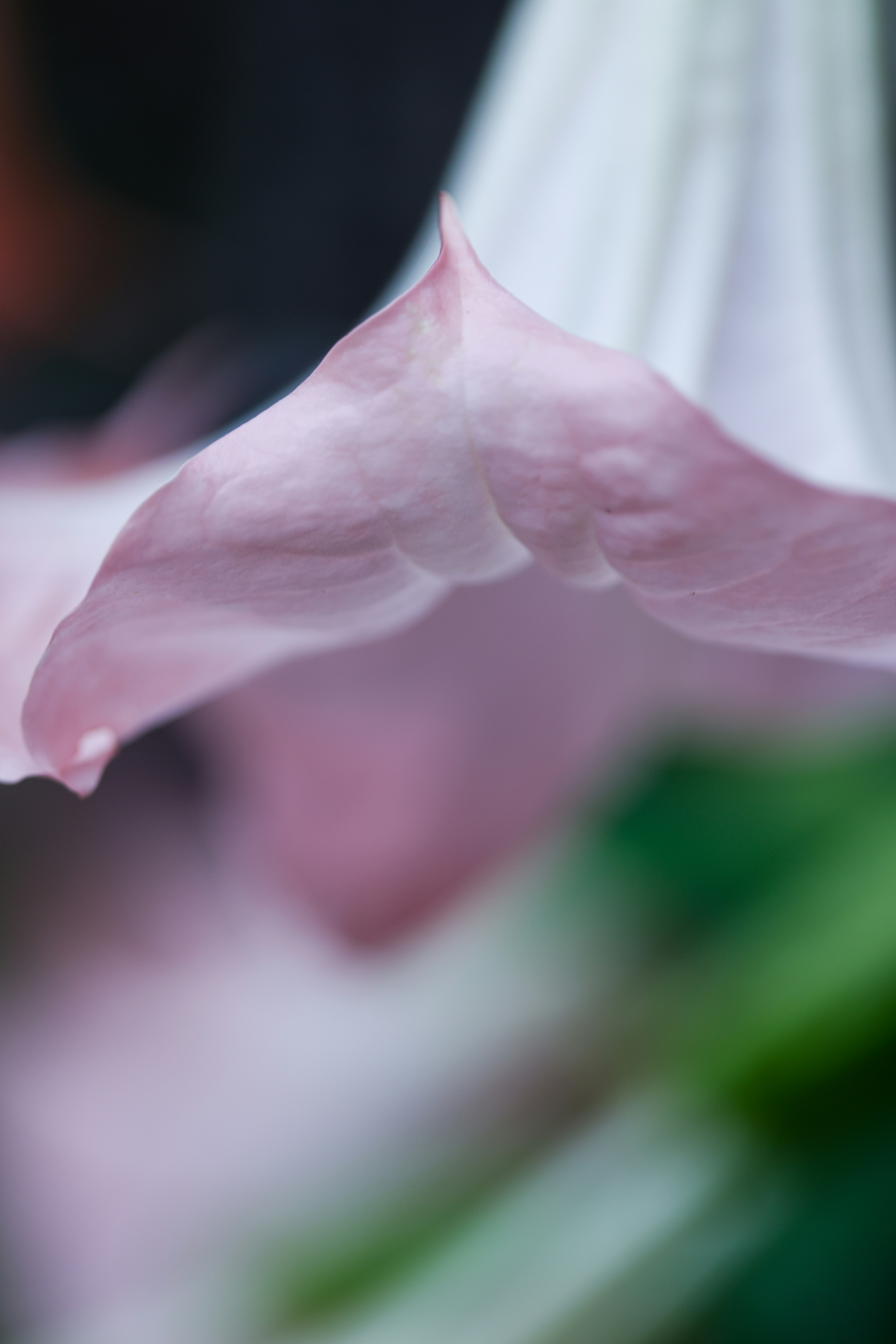 Edge of a Pink Petal: a quiet macro moment in pastel light