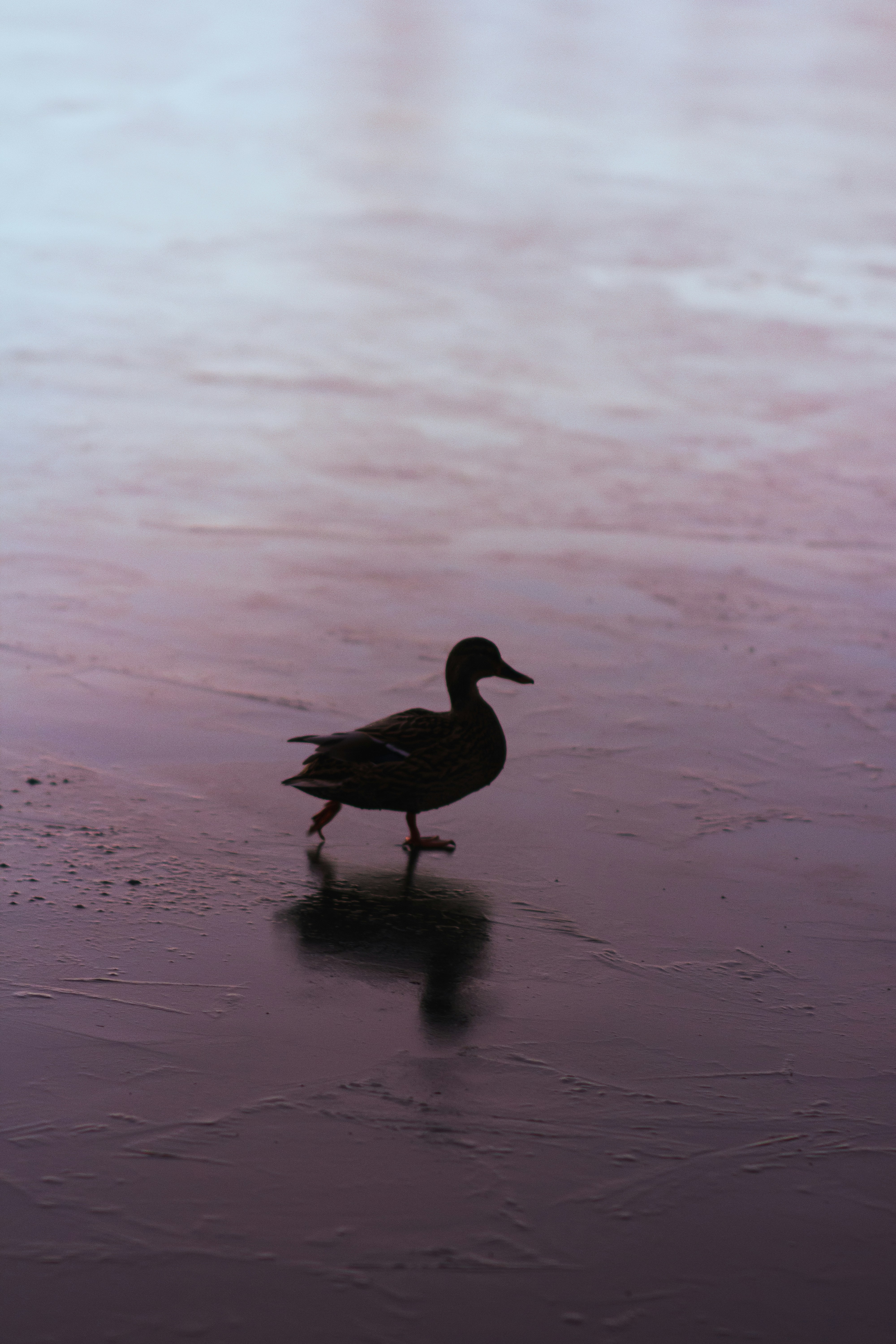 Lonely Wanderer on Icy Terrain