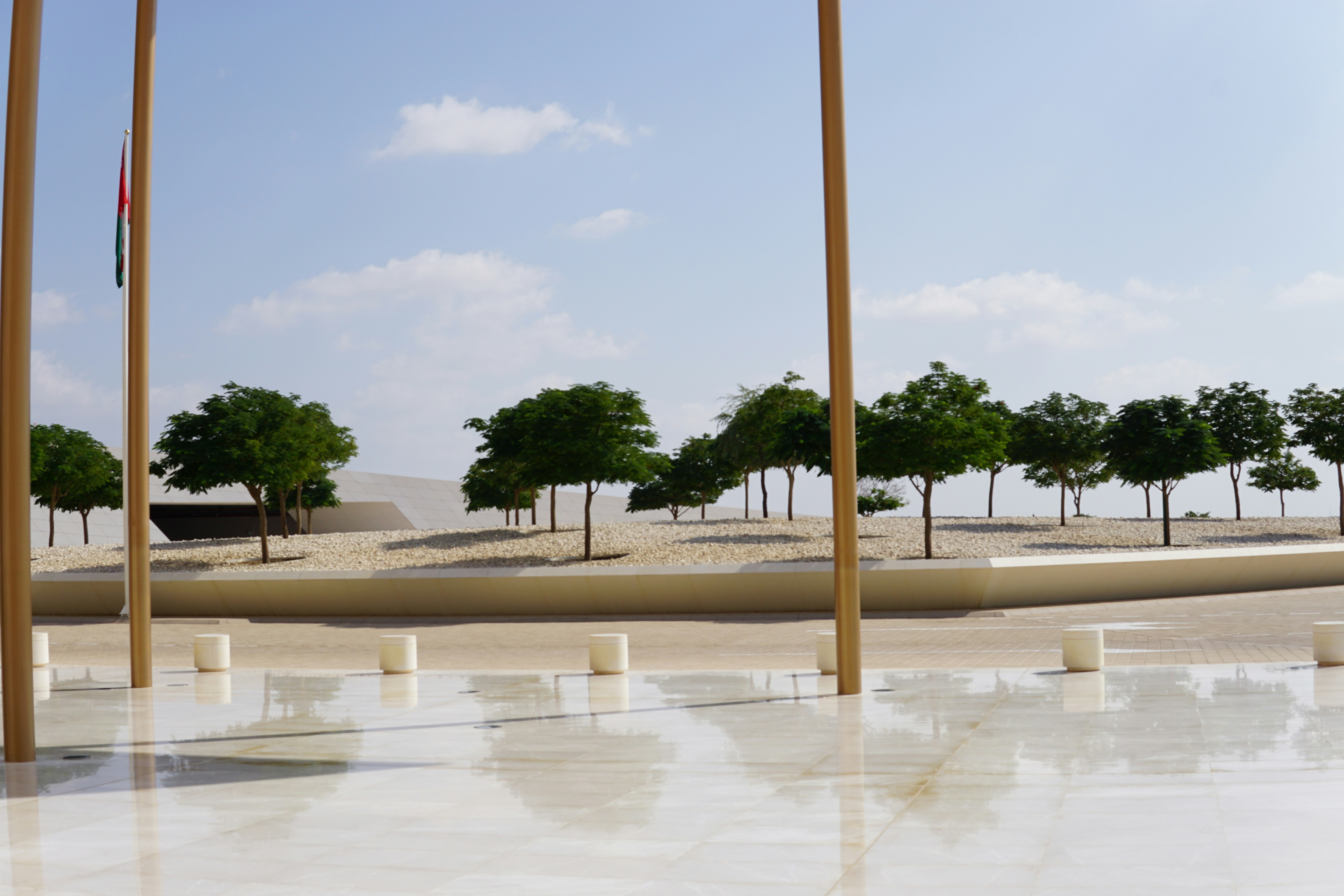 Senate of Shade: A Row of Trees Beneath Open Sky