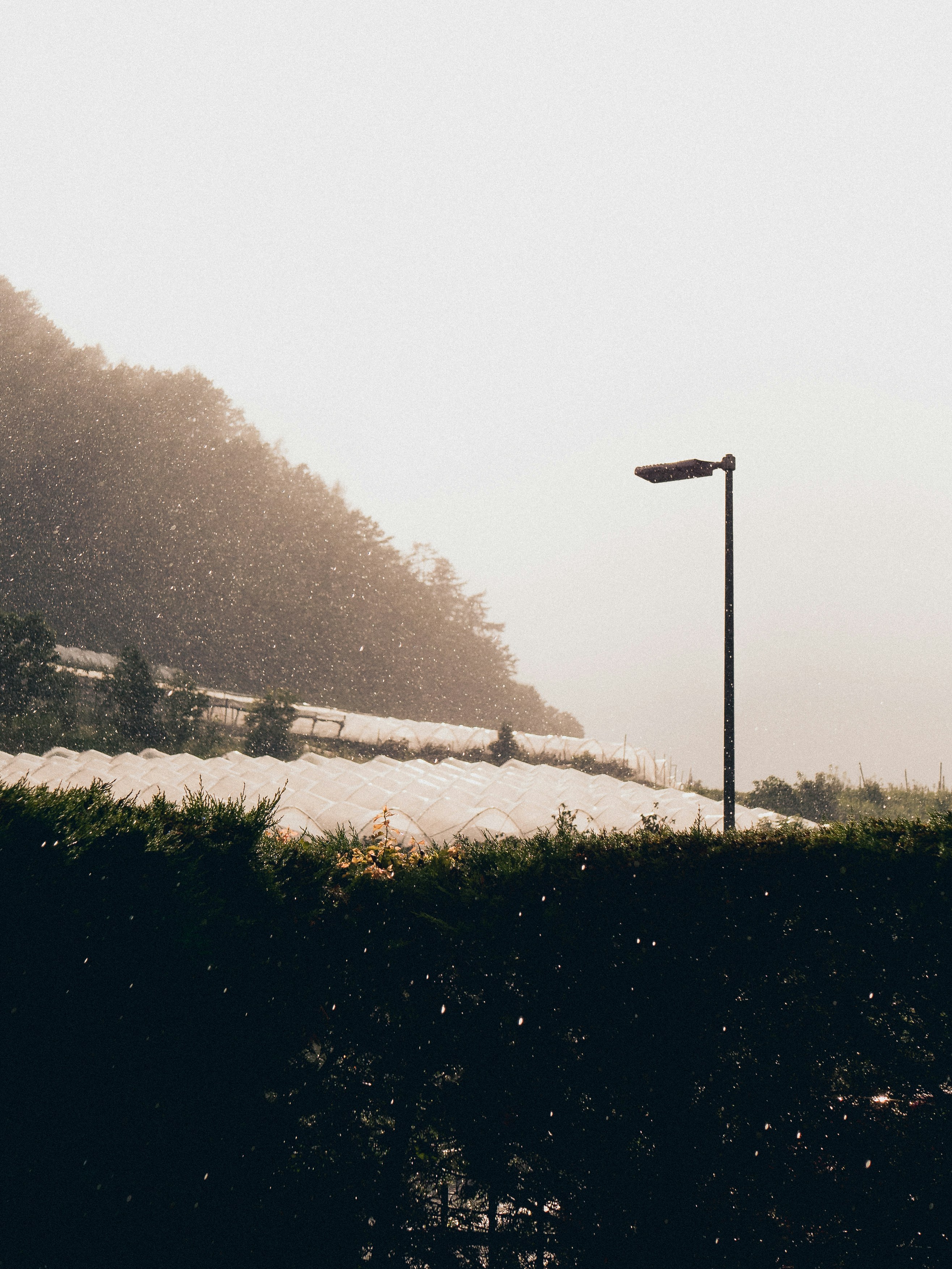 Dusty Snowlight over the Hedge: A Quiet Streetlamp in Snow